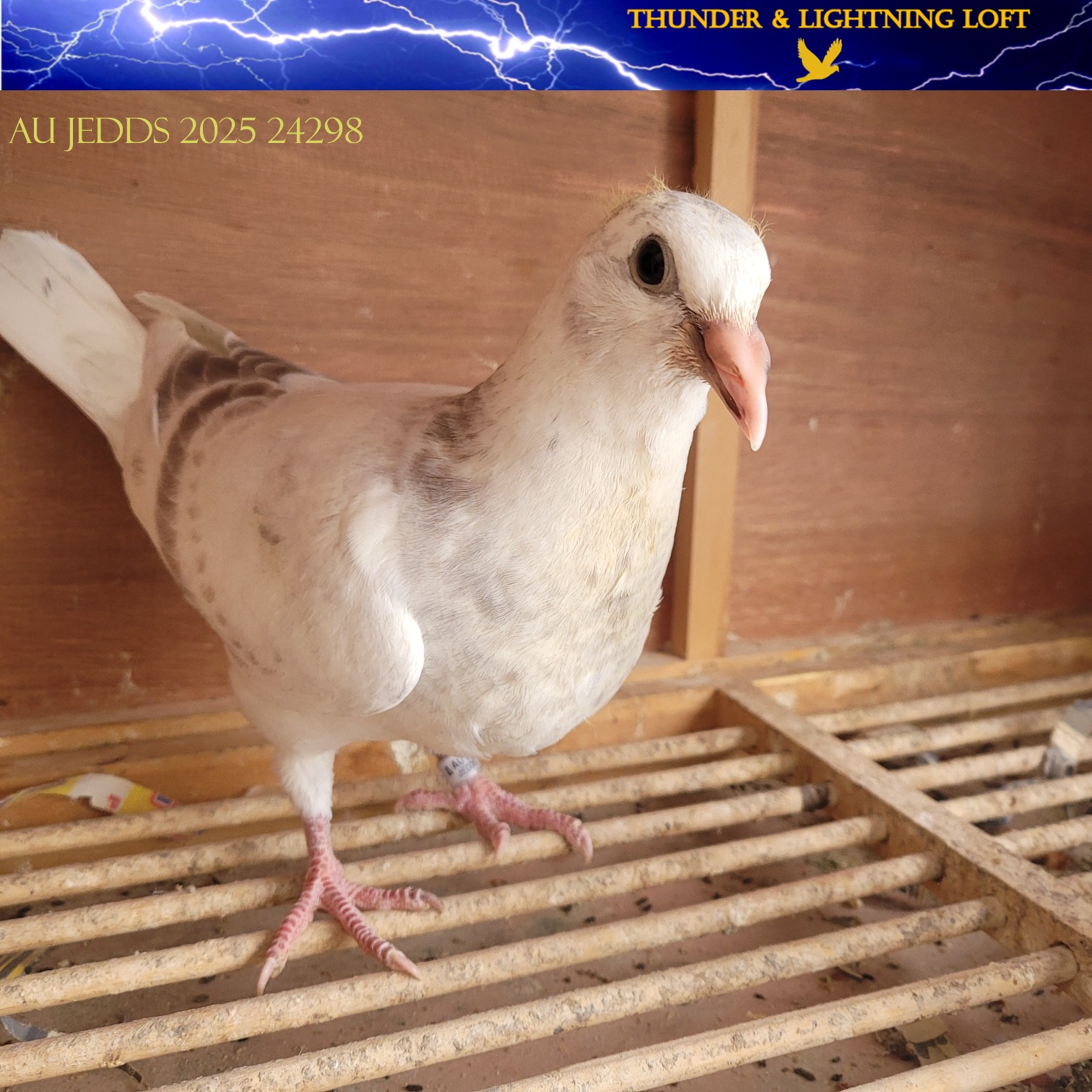 iPigeon.com - Racing Pigeon Auction