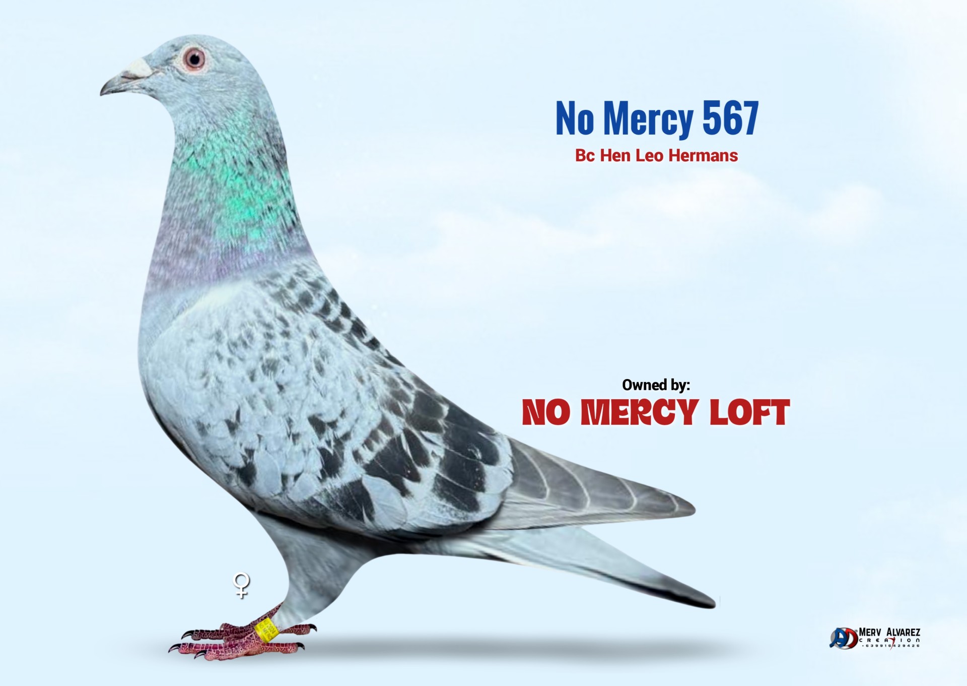 iPigeon.com - Racing Pigeon Auction