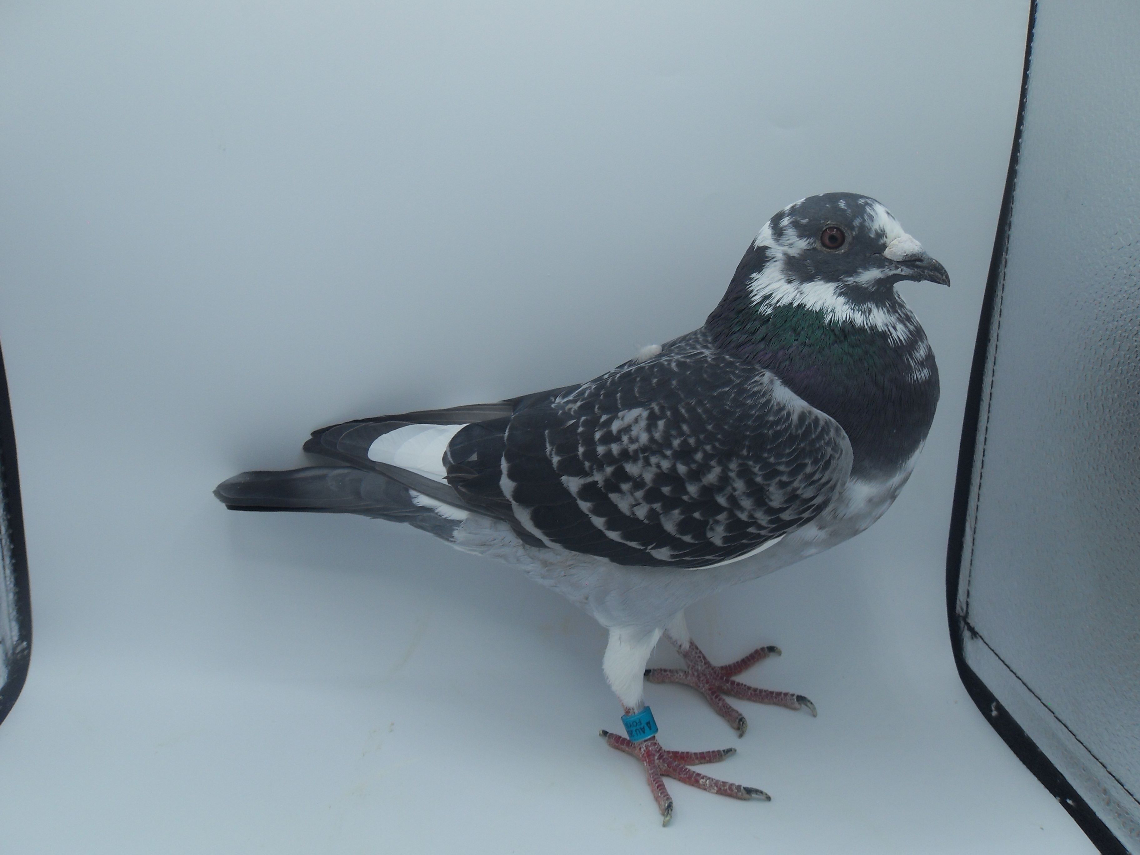 iPigeon.com - Racing Pigeon Auction