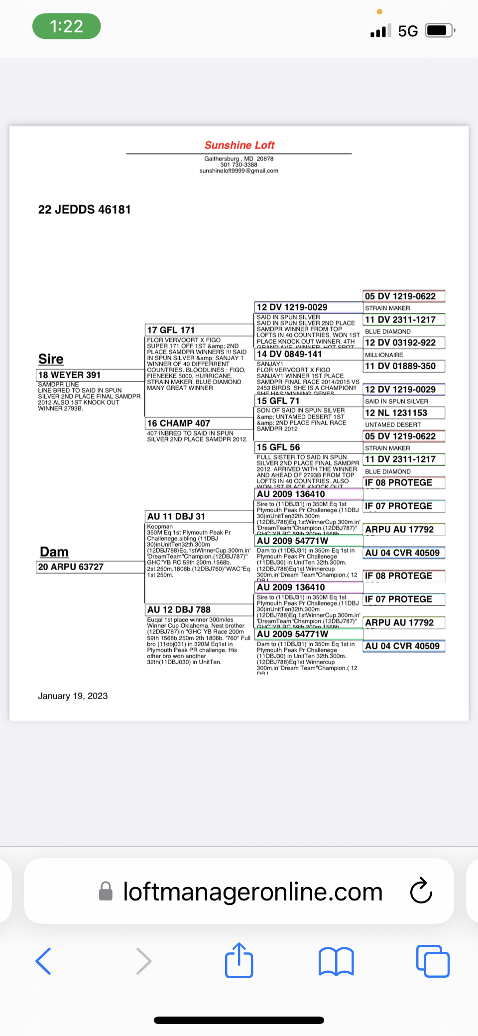 iPigeon.com - Racing Pigeon Auction