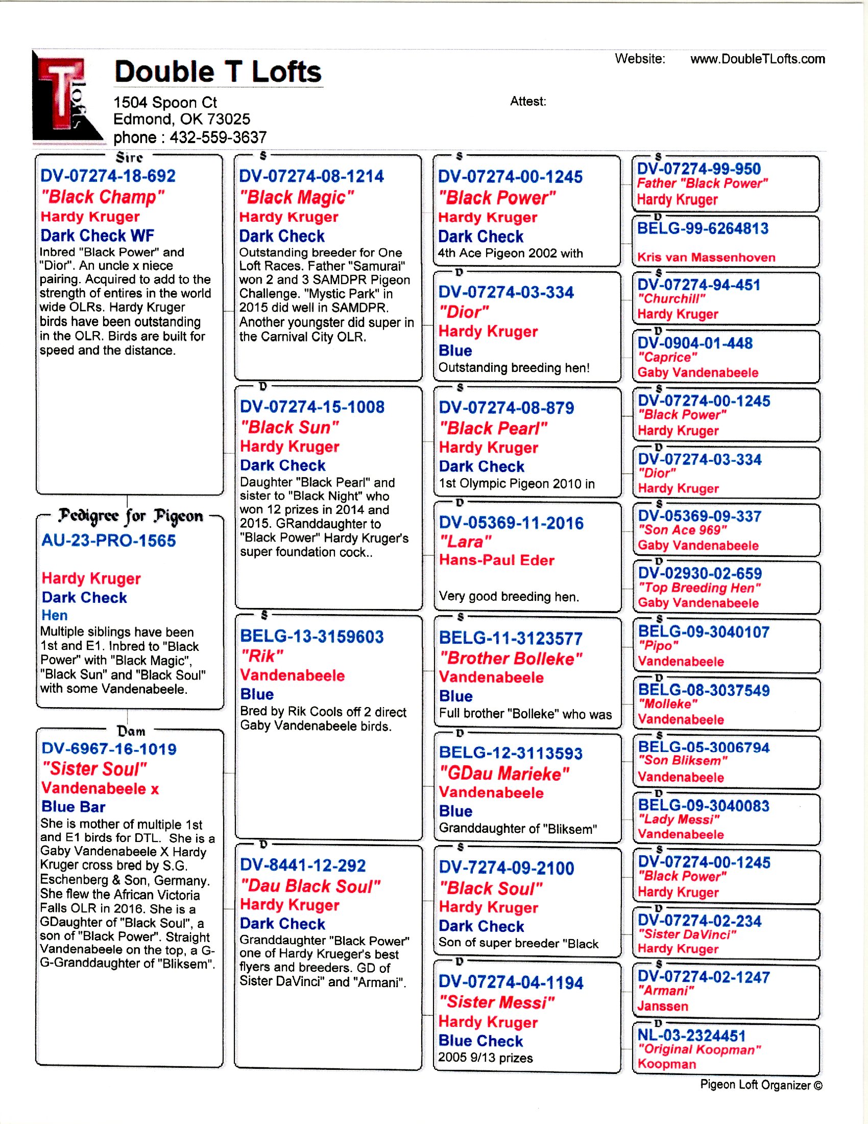 iPigeon.com - Racing Pigeon Auction