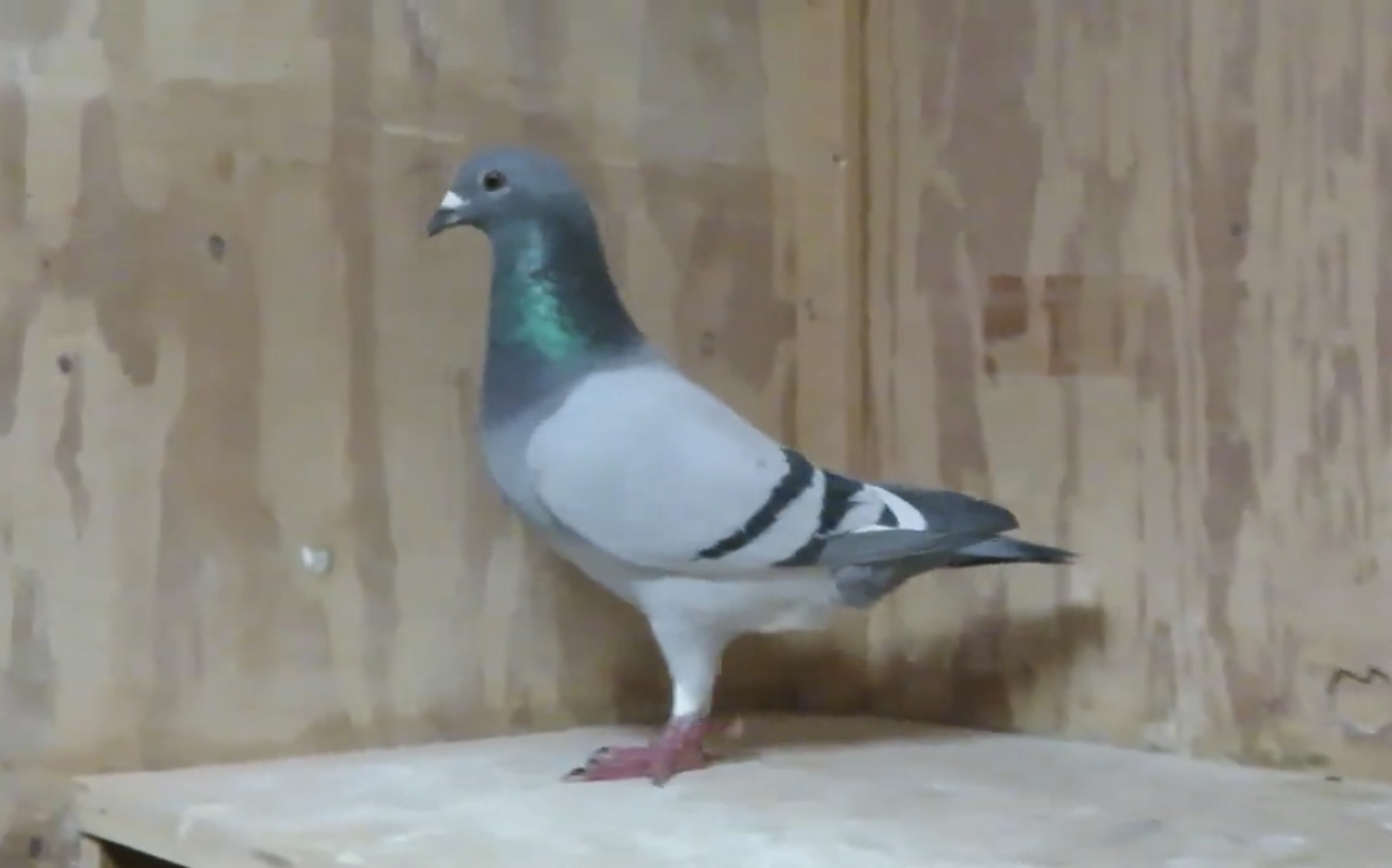 iPigeon.com - Racing Pigeon Auction