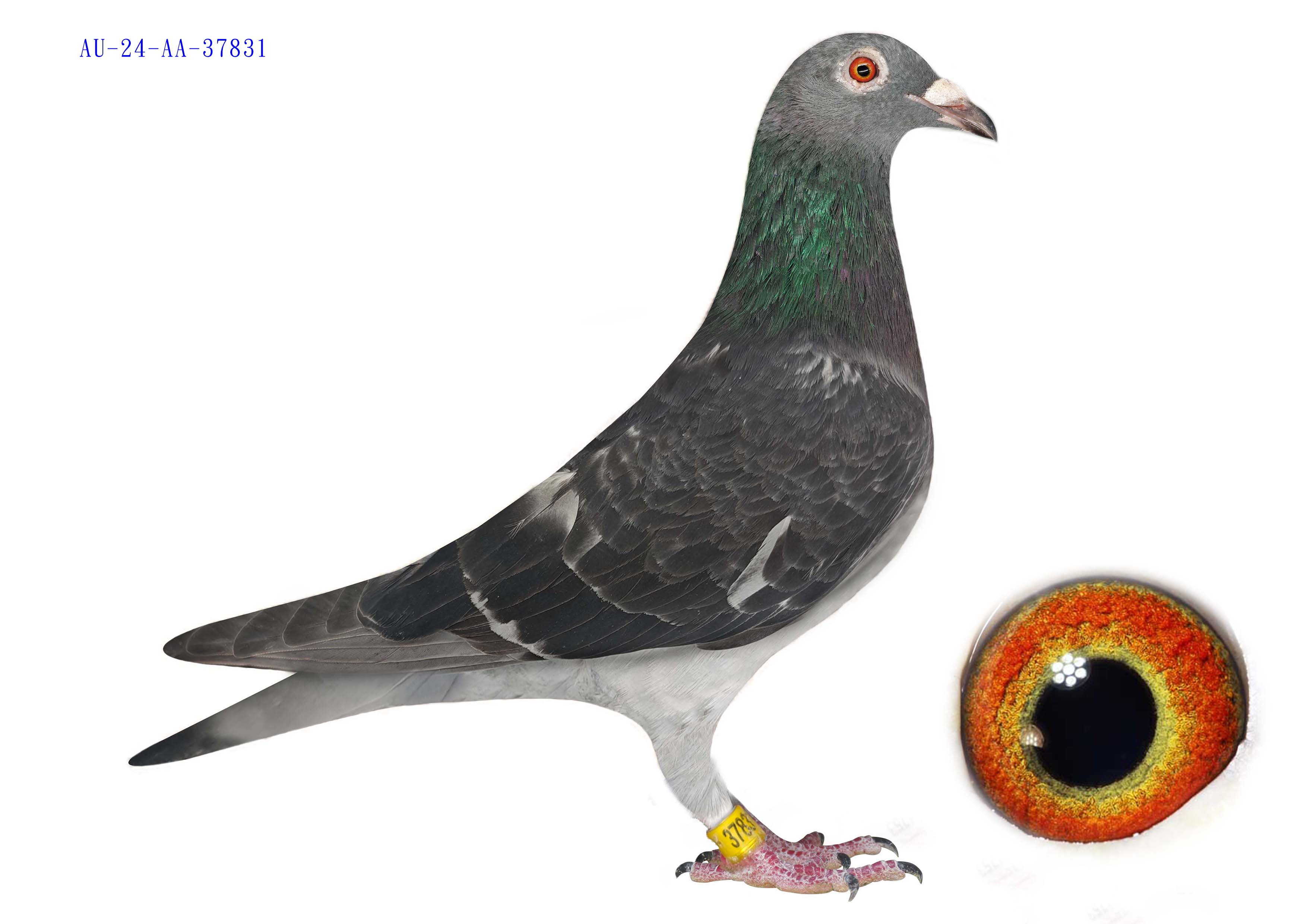 iPigeon.com - Racing Pigeon Auction