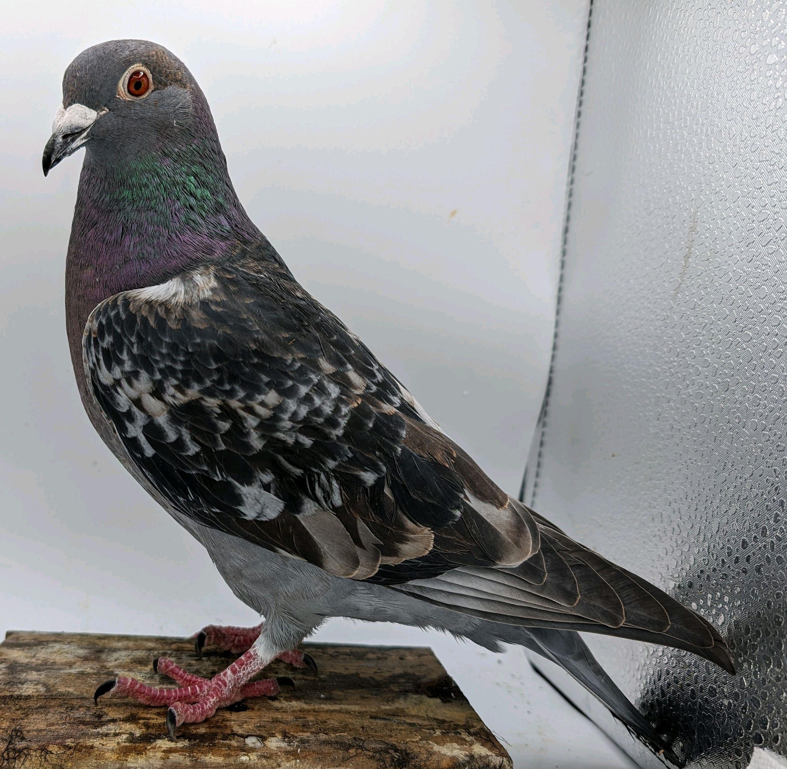 iPigeon.com - Racing Pigeon Auction