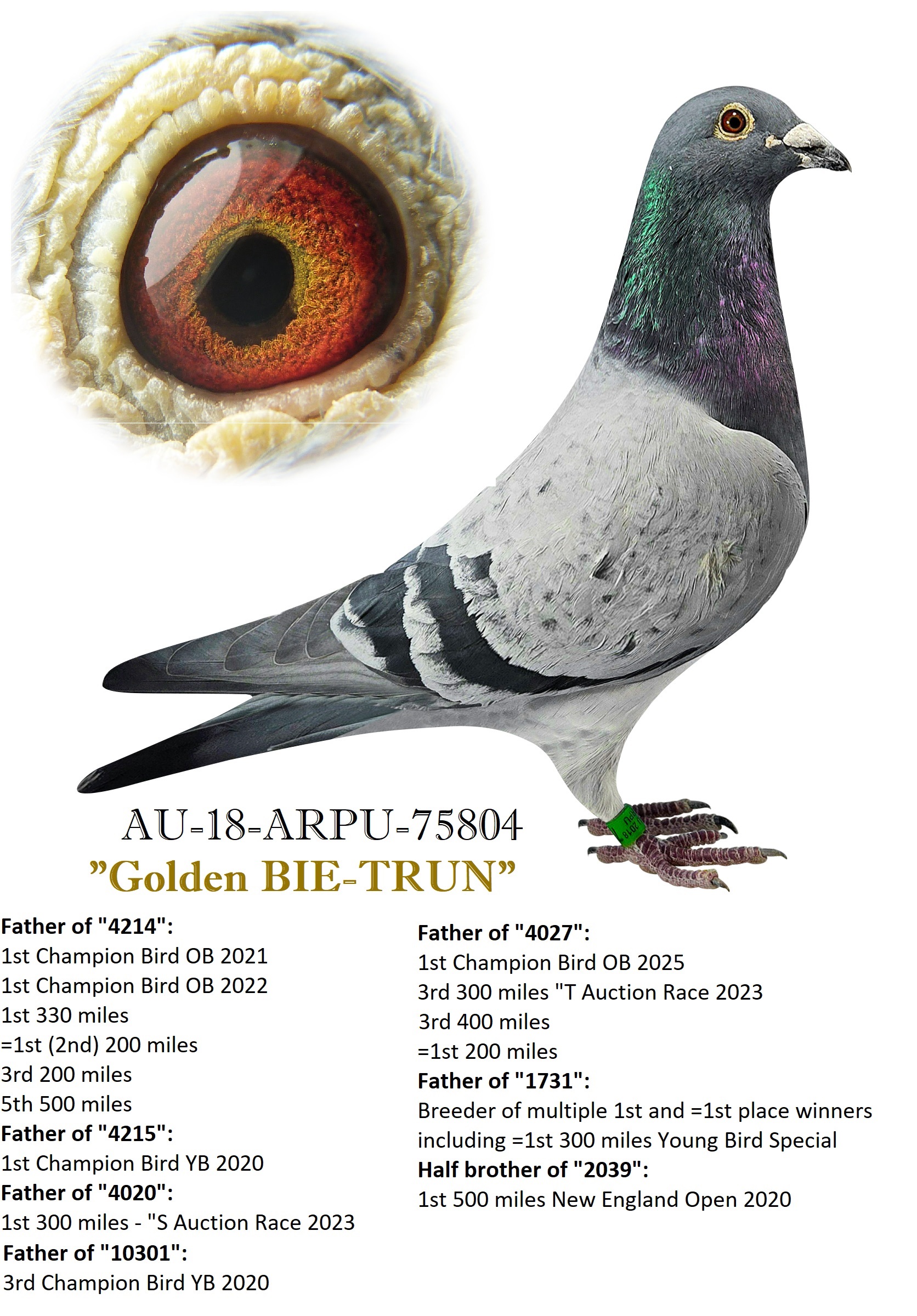 iPigeon.com - Racing Pigeon Auction