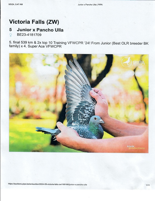 iPigeon.com - Racing Pigeon Auction