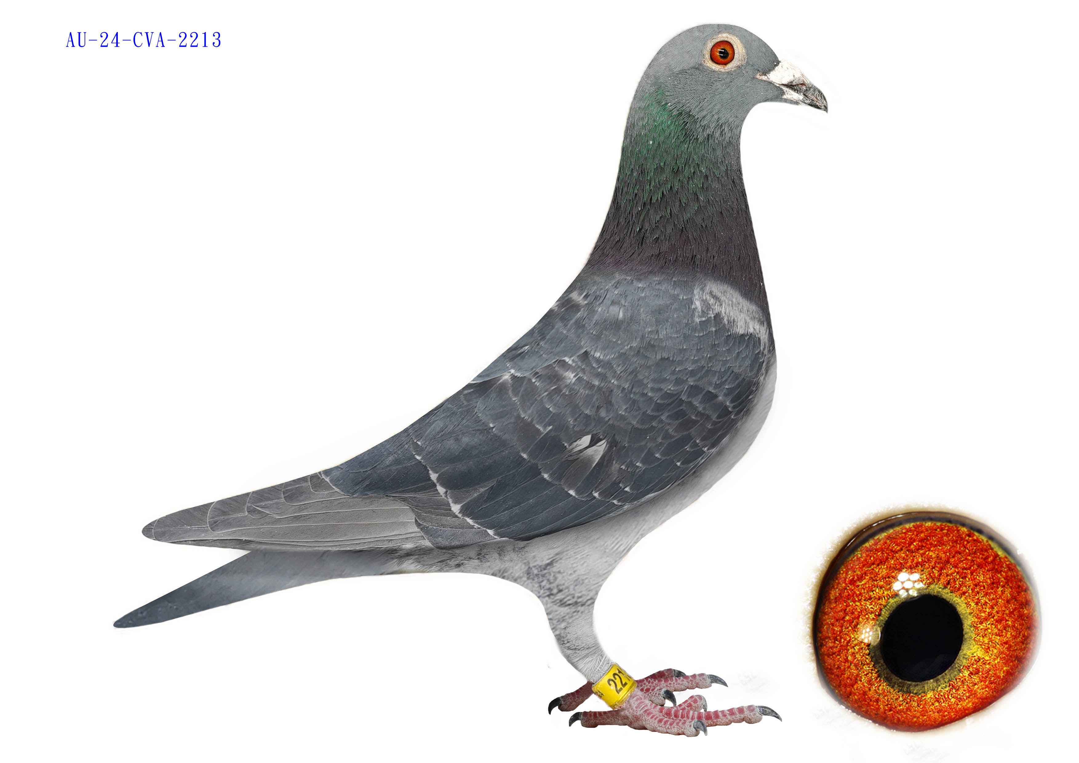 iPigeon.com - Racing Pigeon Auction