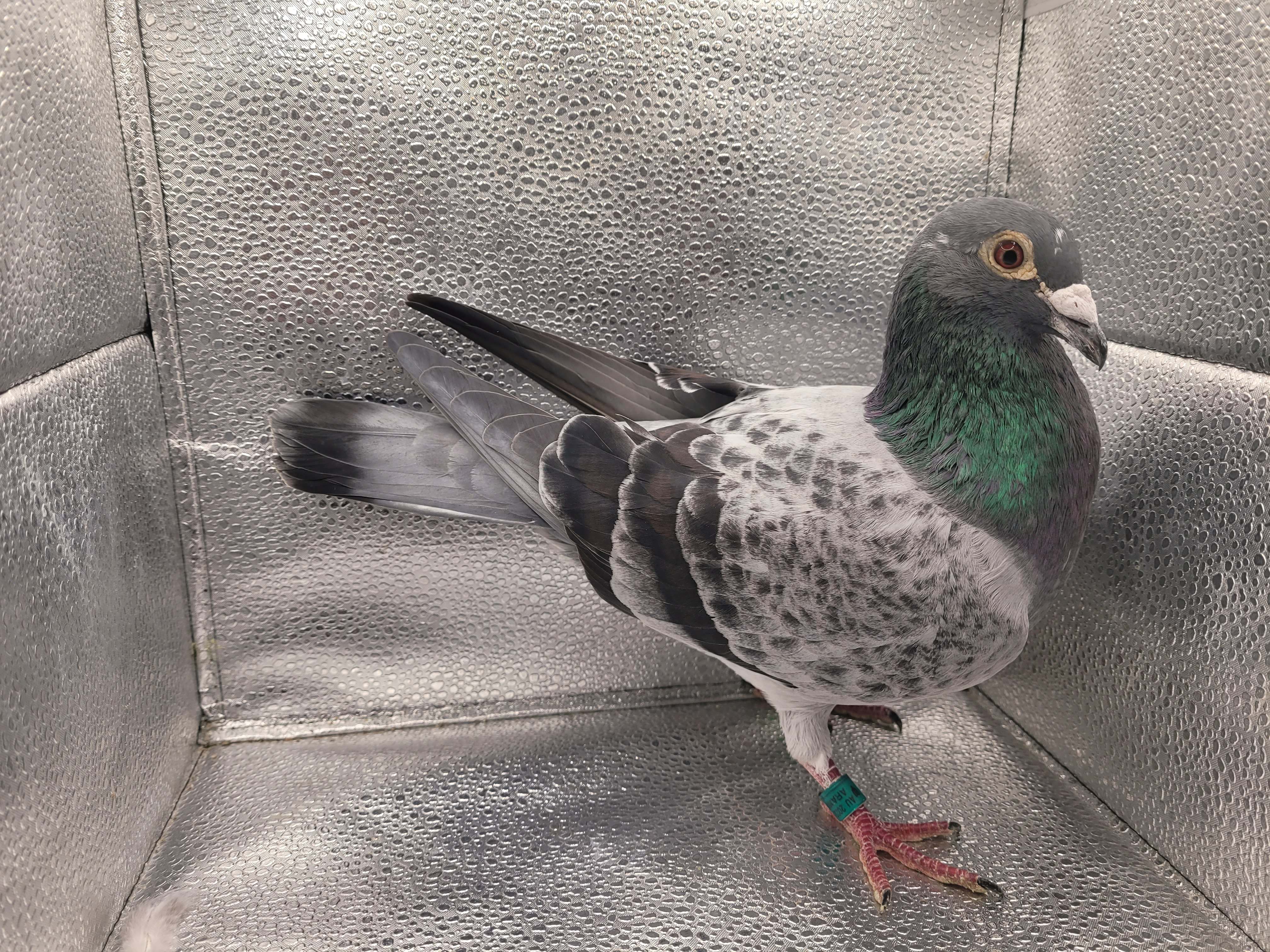 iPigeon.com - Racing Pigeon Auction