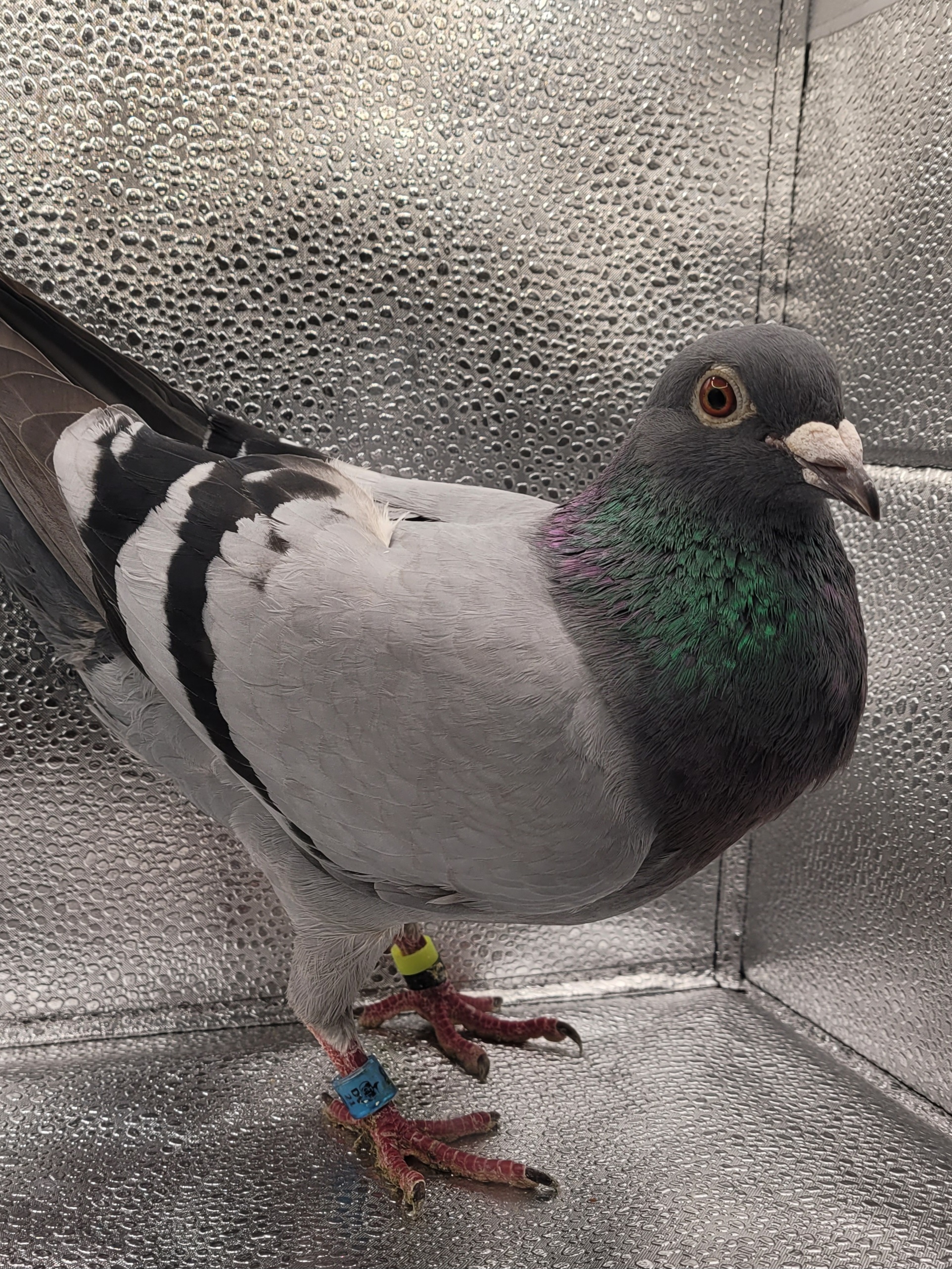 iPigeon.com - Racing Pigeon Auction