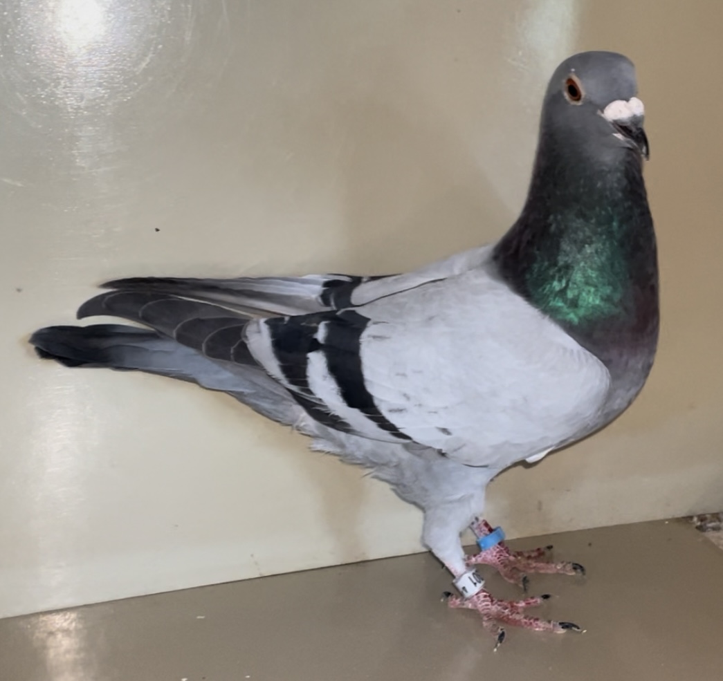 iPigeon.com - Racing Pigeon Auction