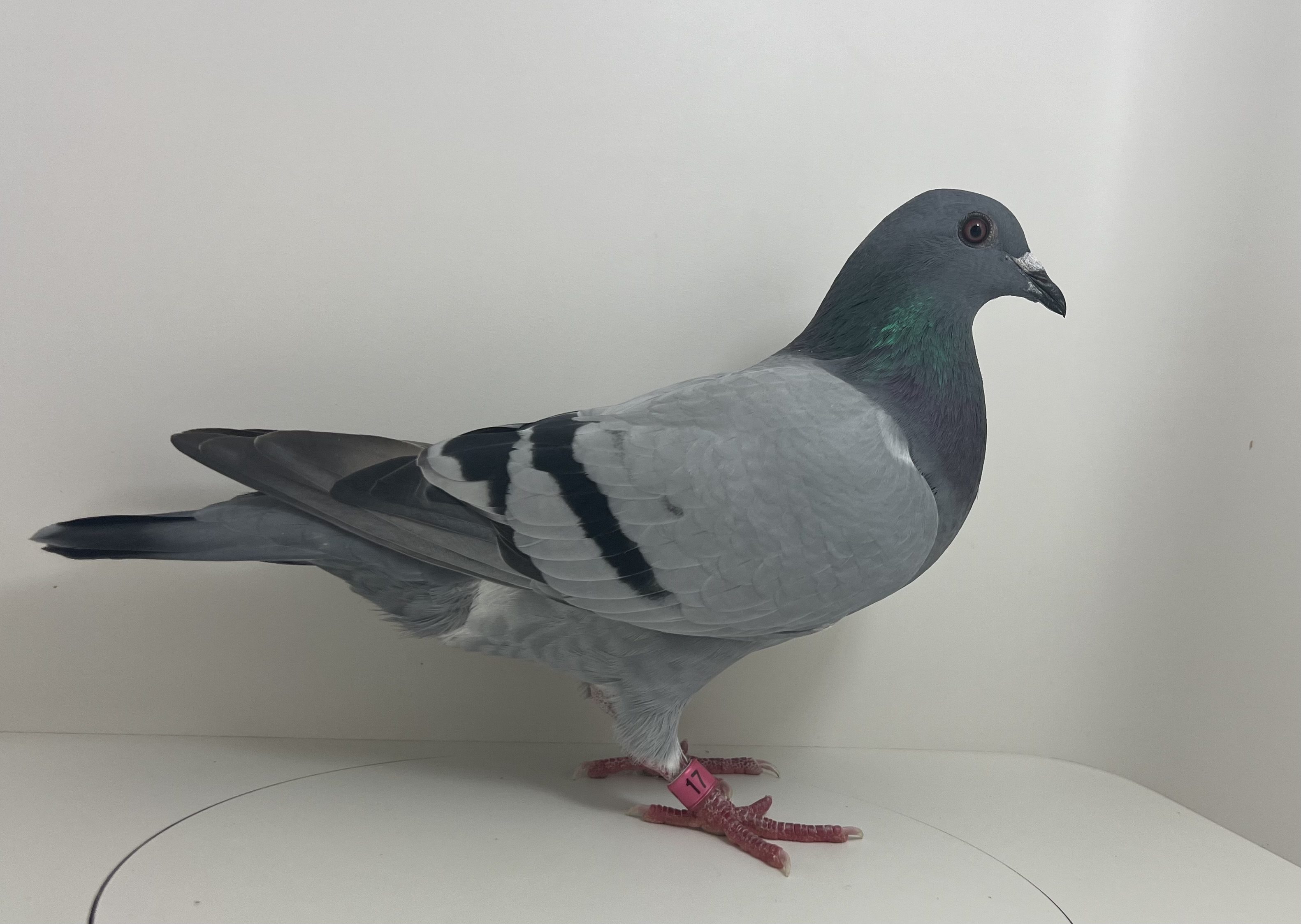 iPigeon.com - Racing Pigeon Auction