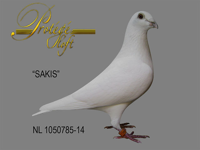 iPigeon.com - Racing Pigeon Auction