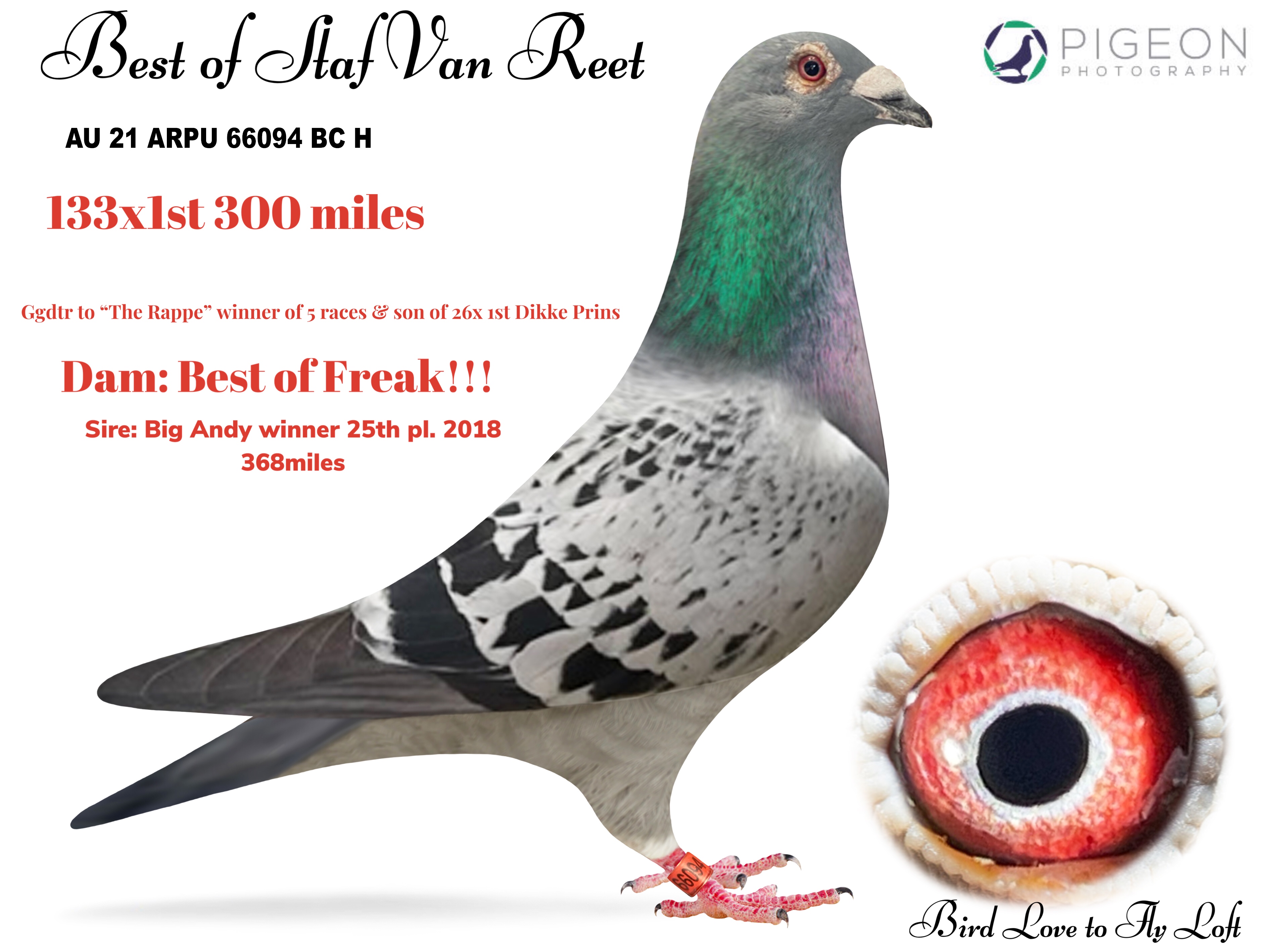 iPigeon.com - Racing Pigeon Auction
