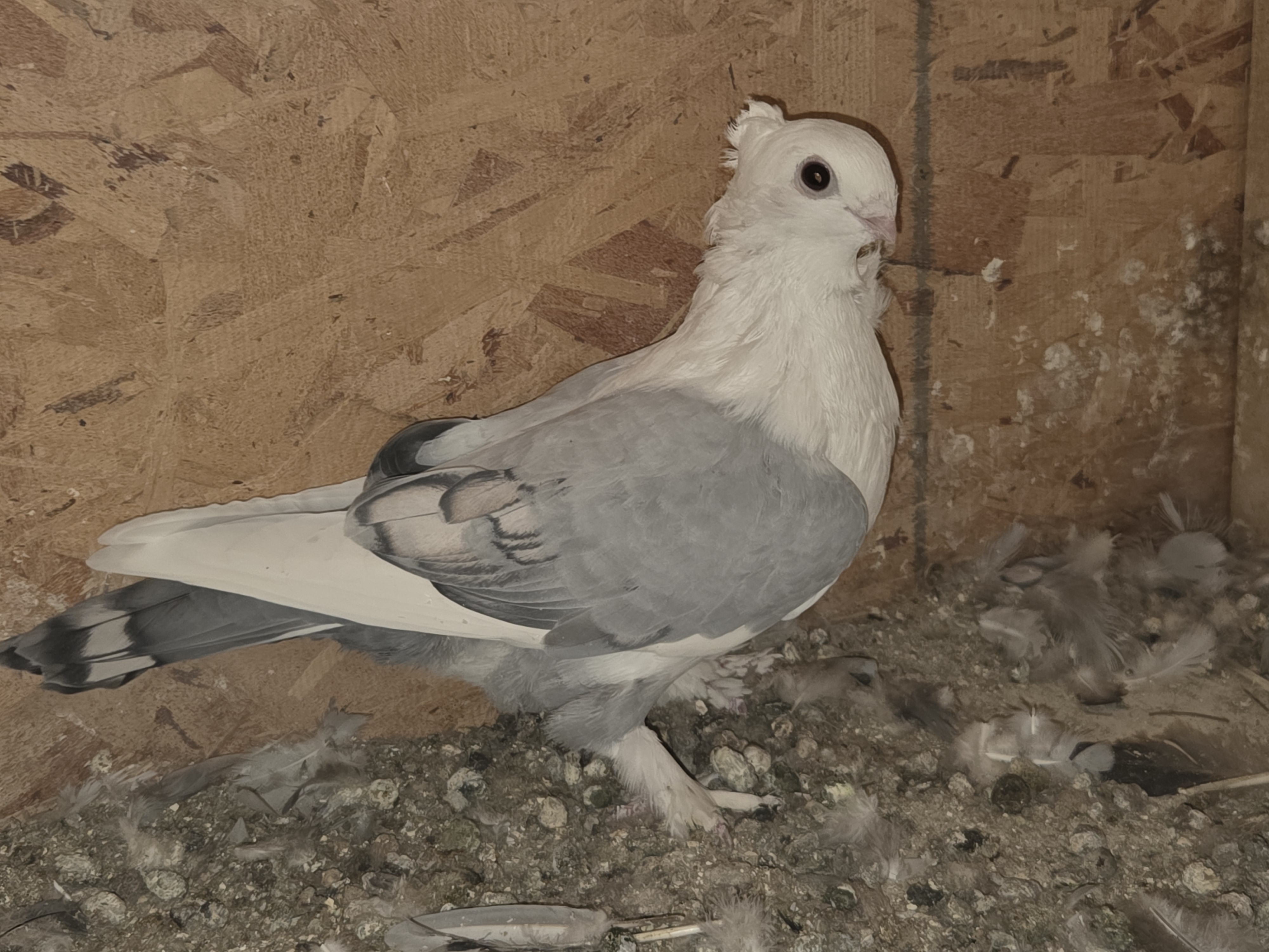 iPigeon.com - Racing Pigeon Auction