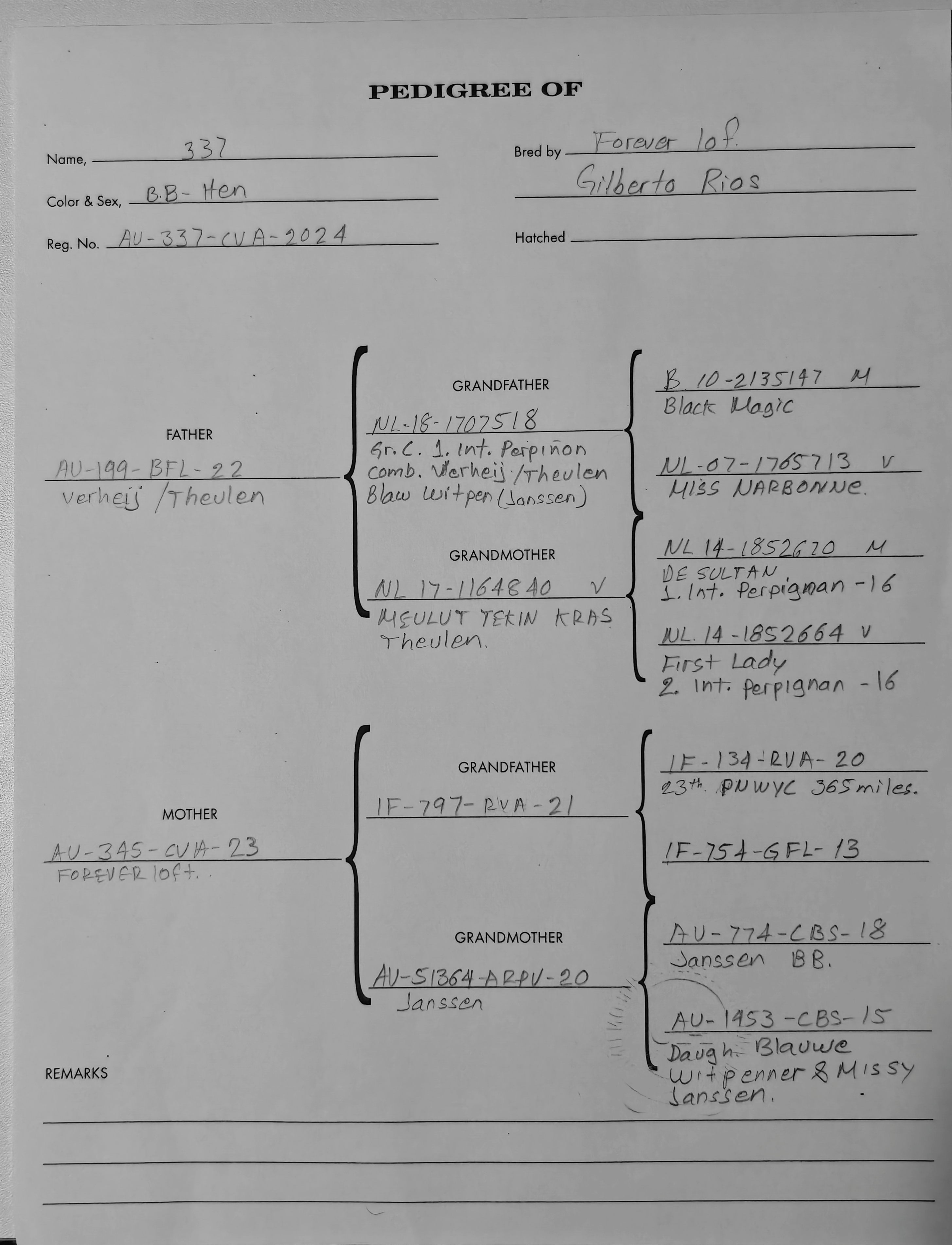 iPigeon.com - Racing Pigeon Auction