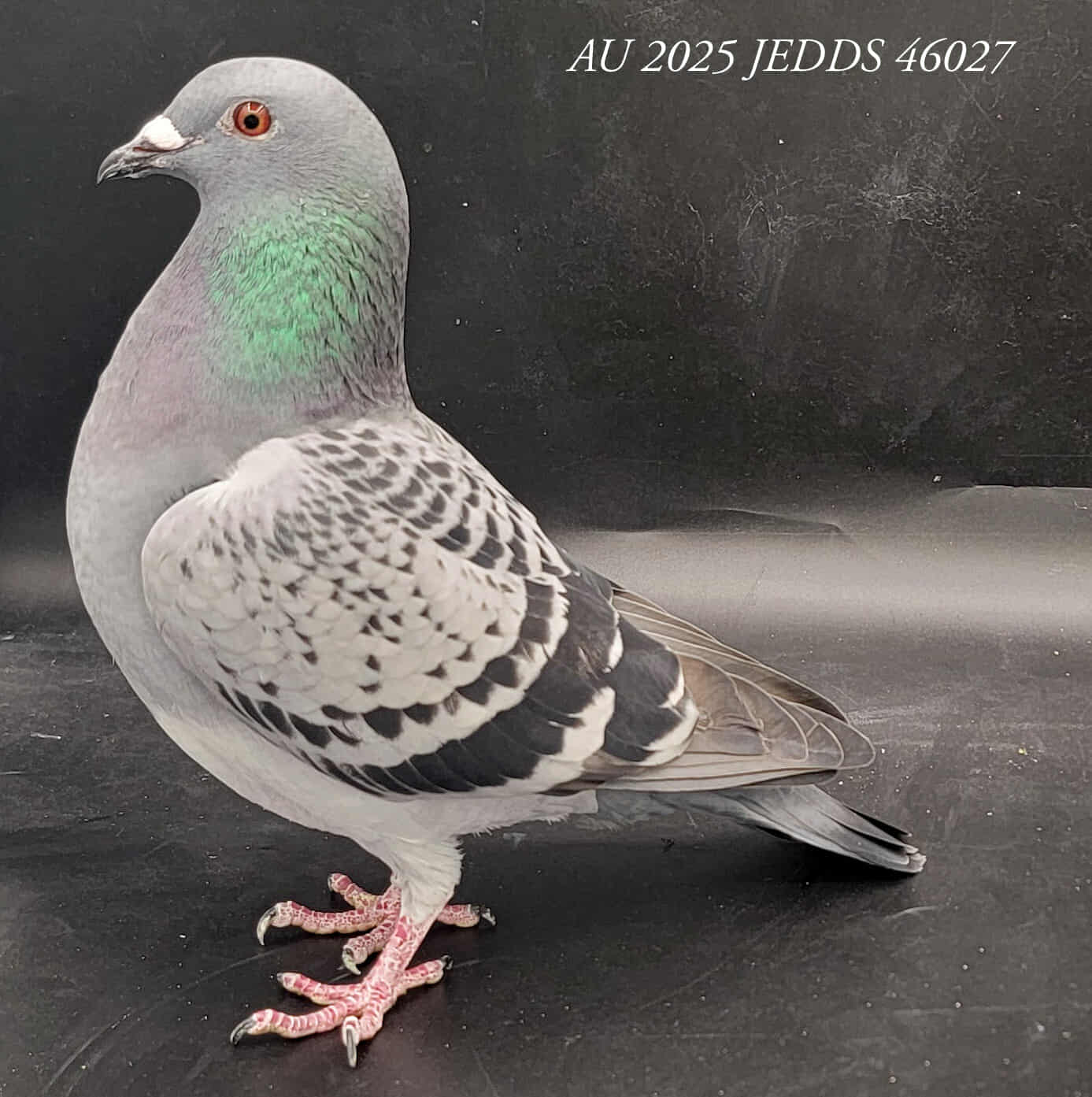 iPigeon.com - Racing Pigeon Auction