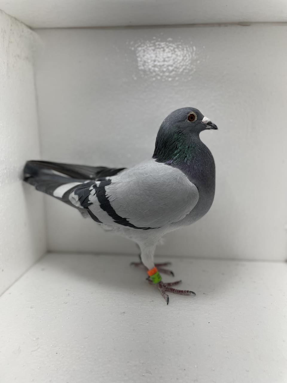 iPigeon.com - Racing Pigeon Auction