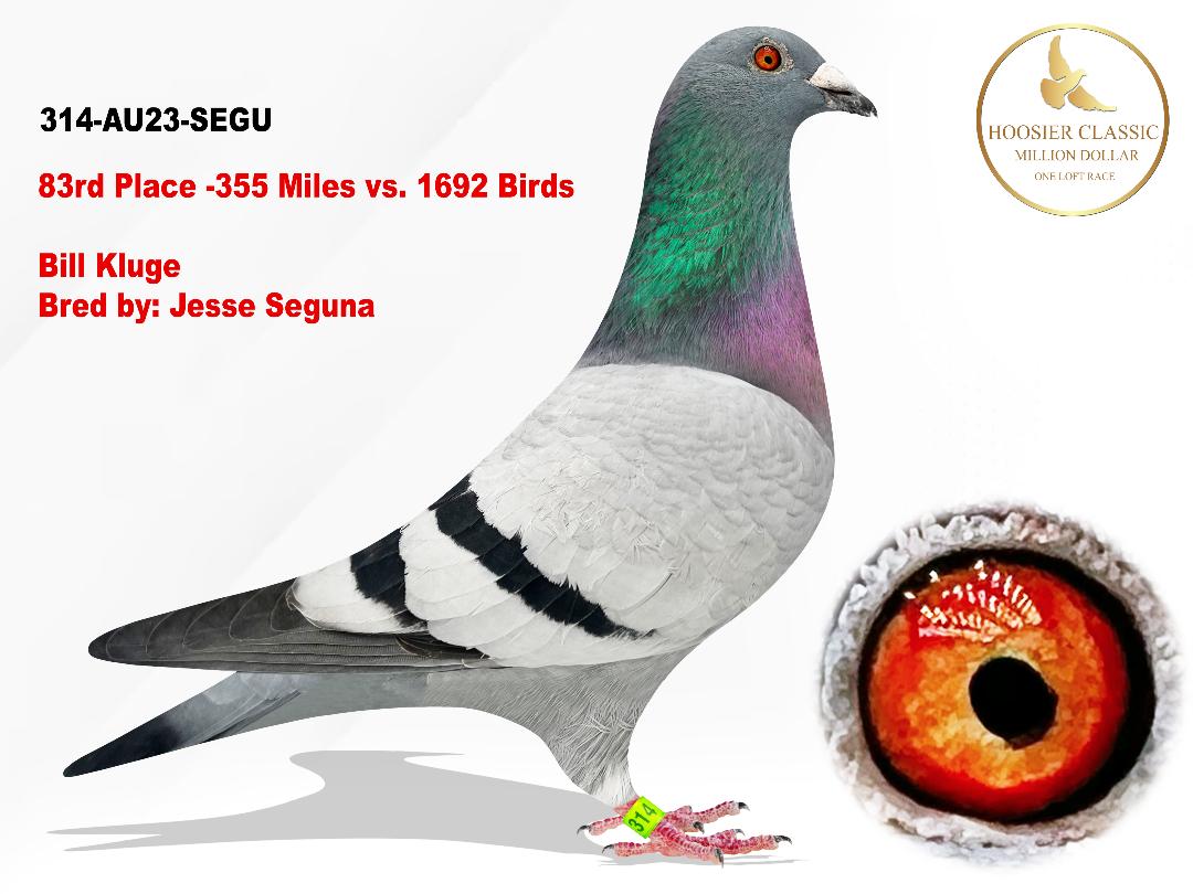 iPigeon.com - Racing Pigeon Auction