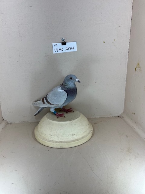 iPigeon.com - Racing Pigeon Auction