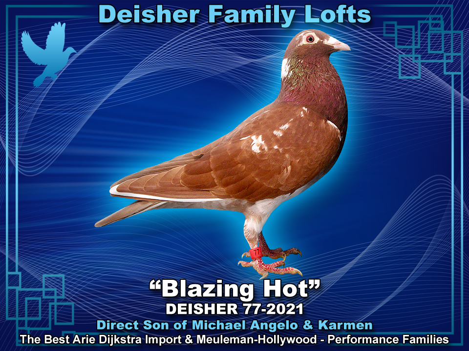 iPigeon.com - Racing Pigeon Auction