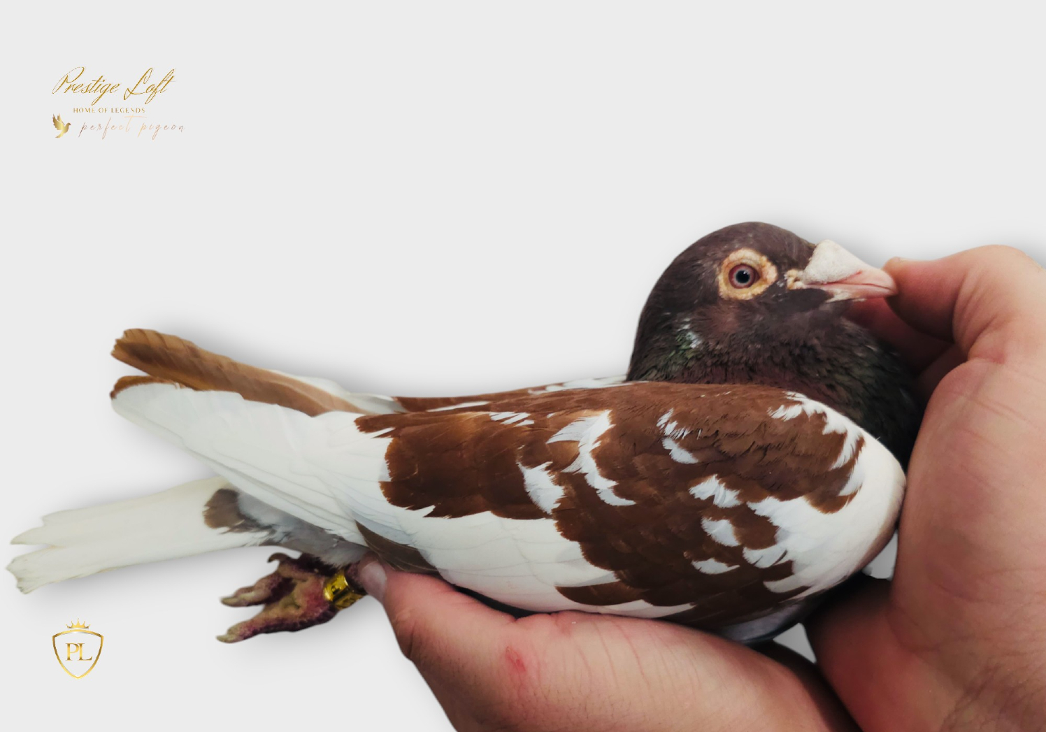 iPigeon.com - Racing Pigeon Auction