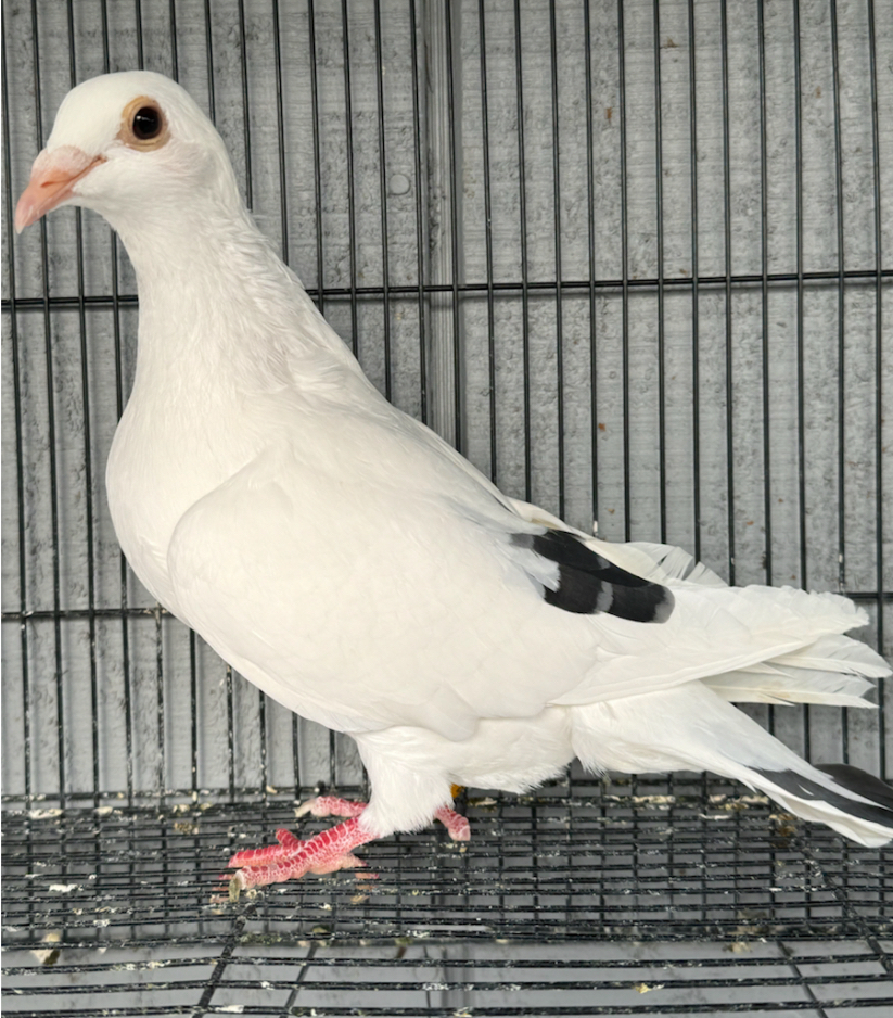 iPigeon.com - Racing Pigeon Auction