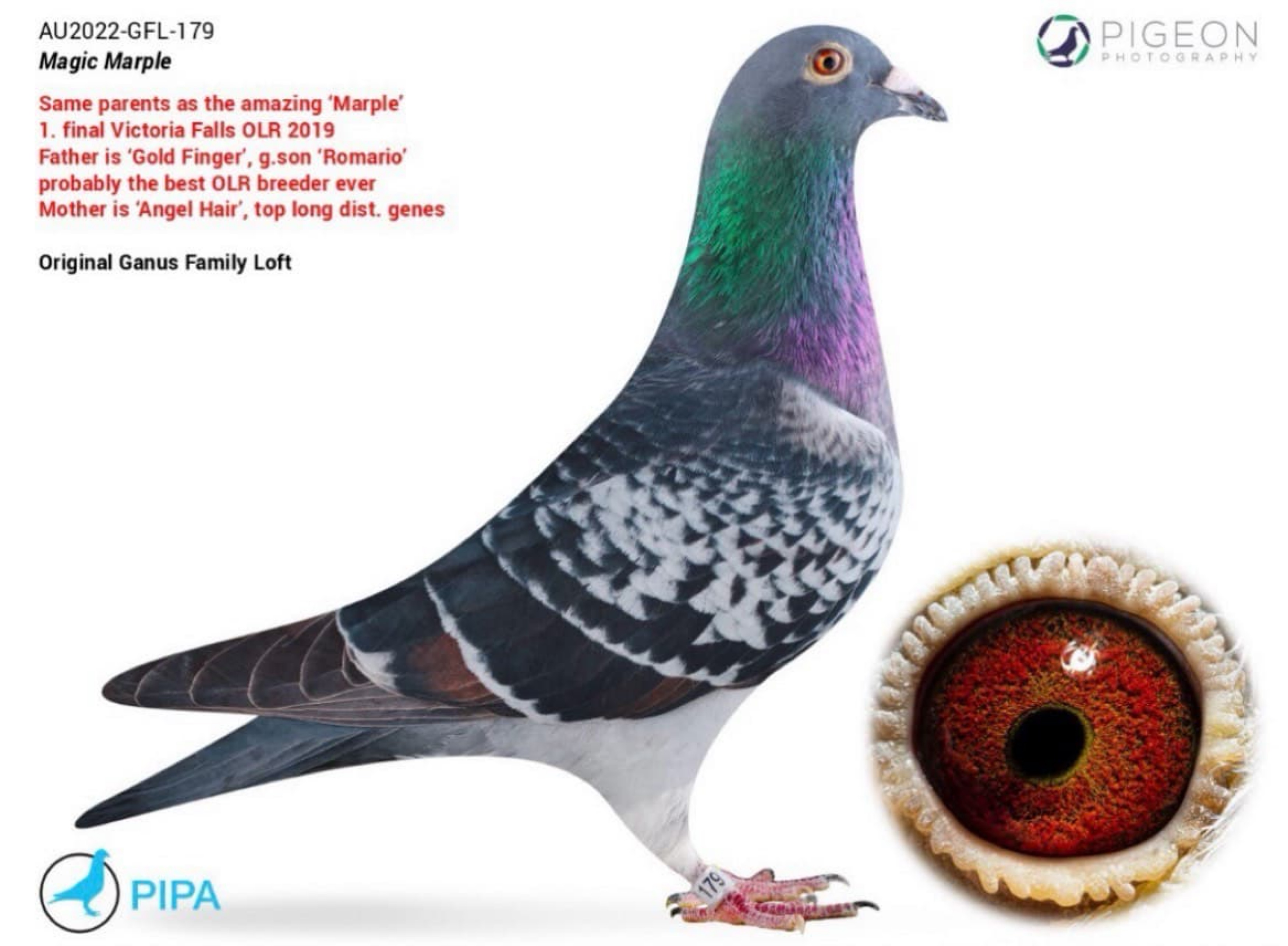 iPigeon.com - Racing Pigeon Auction