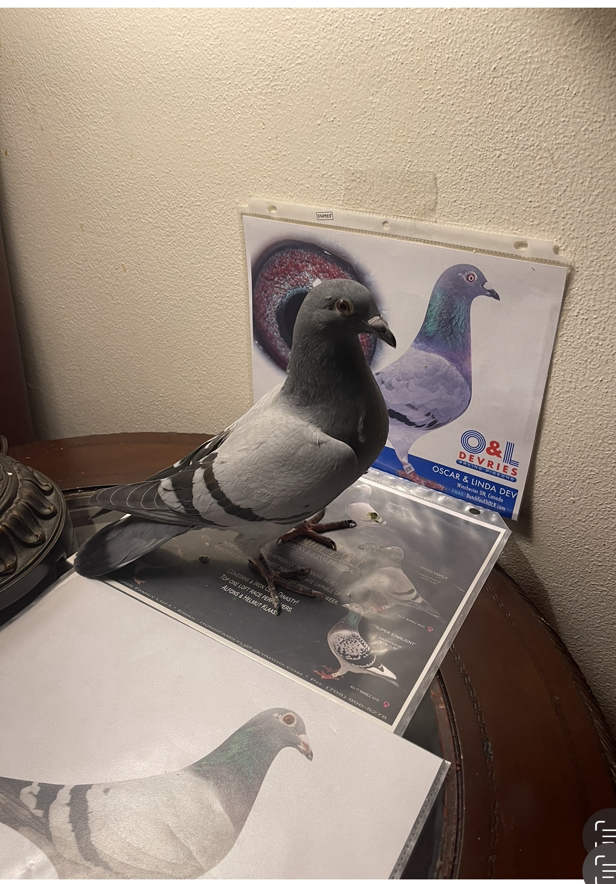 iPigeon.com - Racing Pigeon Auction