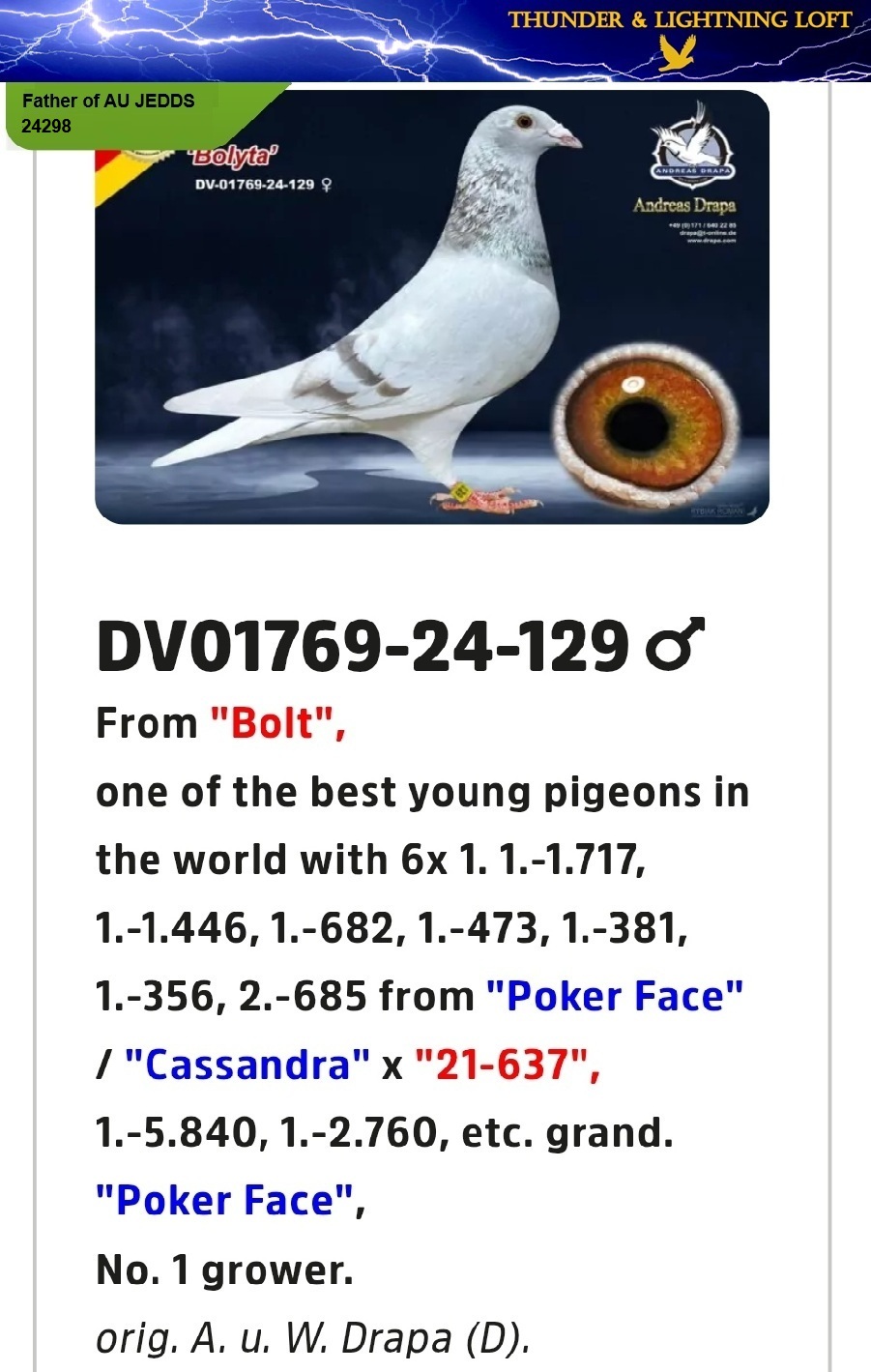 iPigeon.com - Racing Pigeon Auction