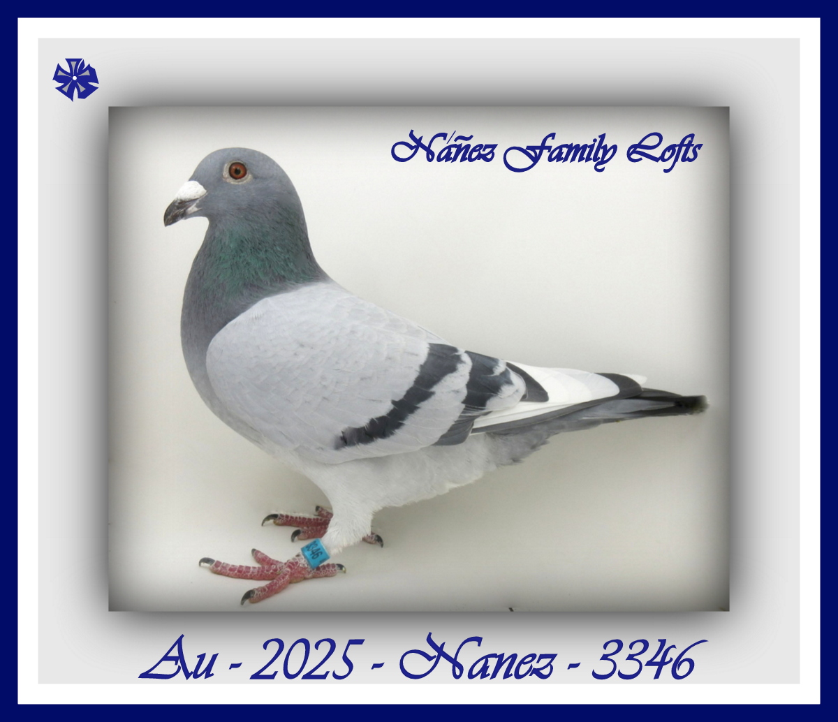 iPigeon.com - Racing Pigeon Auction