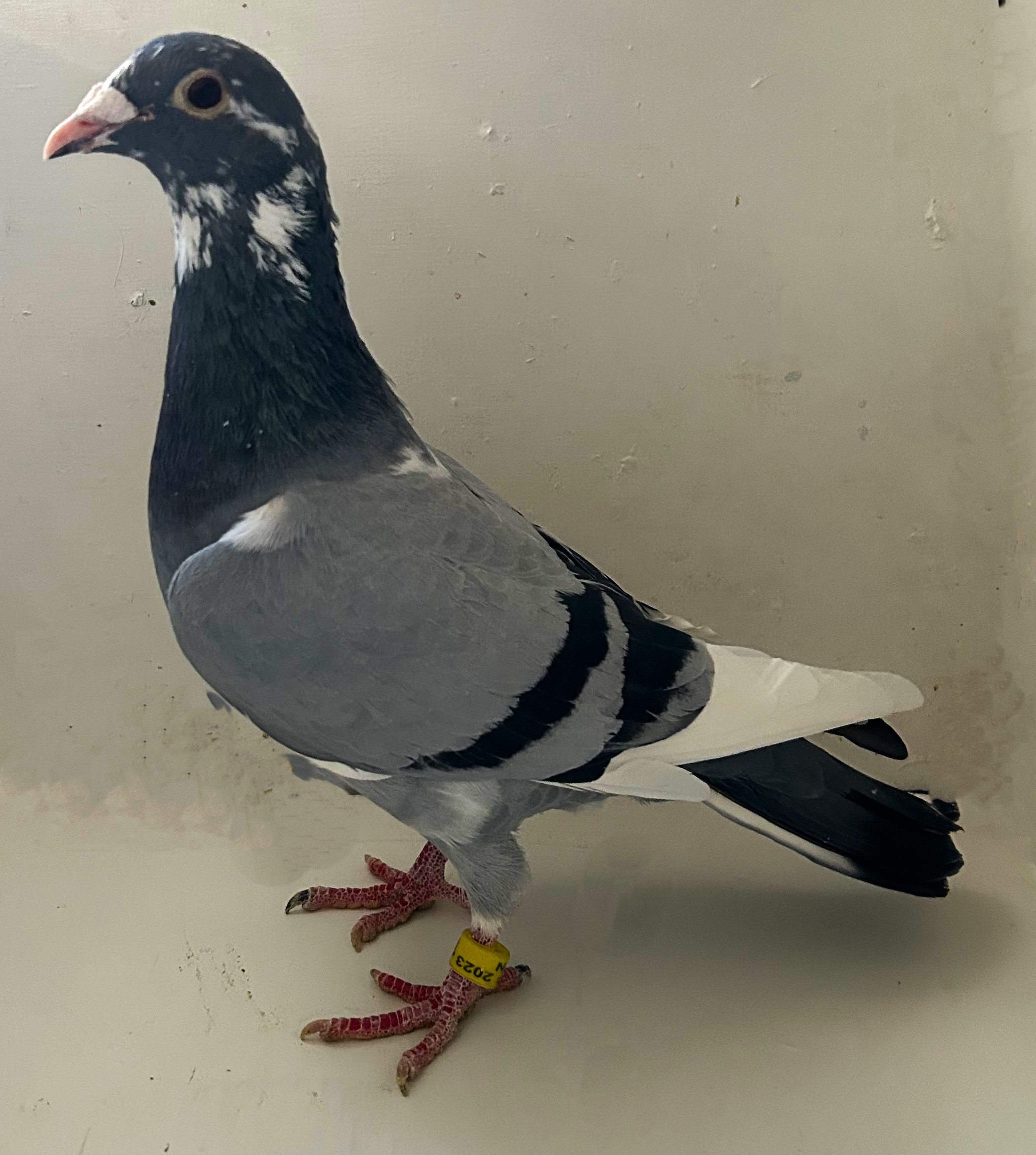 iPigeon.com - Racing Pigeon Auction