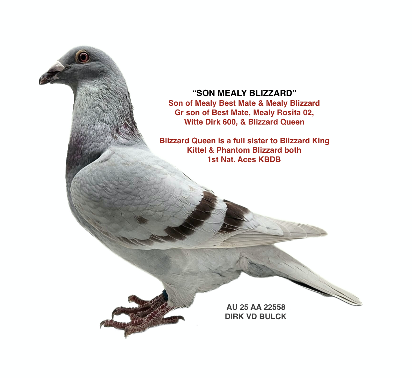 iPigeon.com - Racing Pigeon Auction
