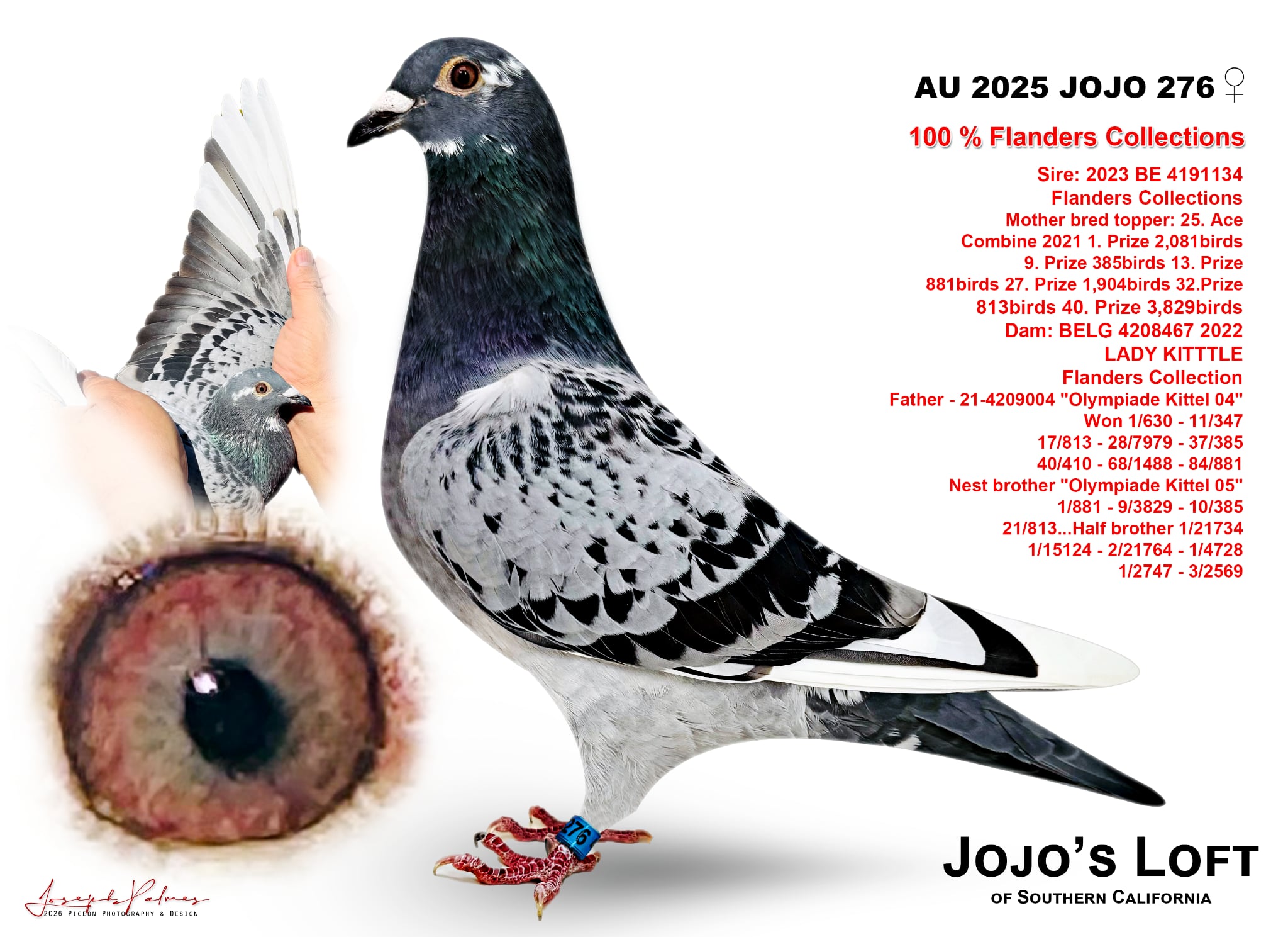 iPigeon.com - Racing Pigeon Auction
