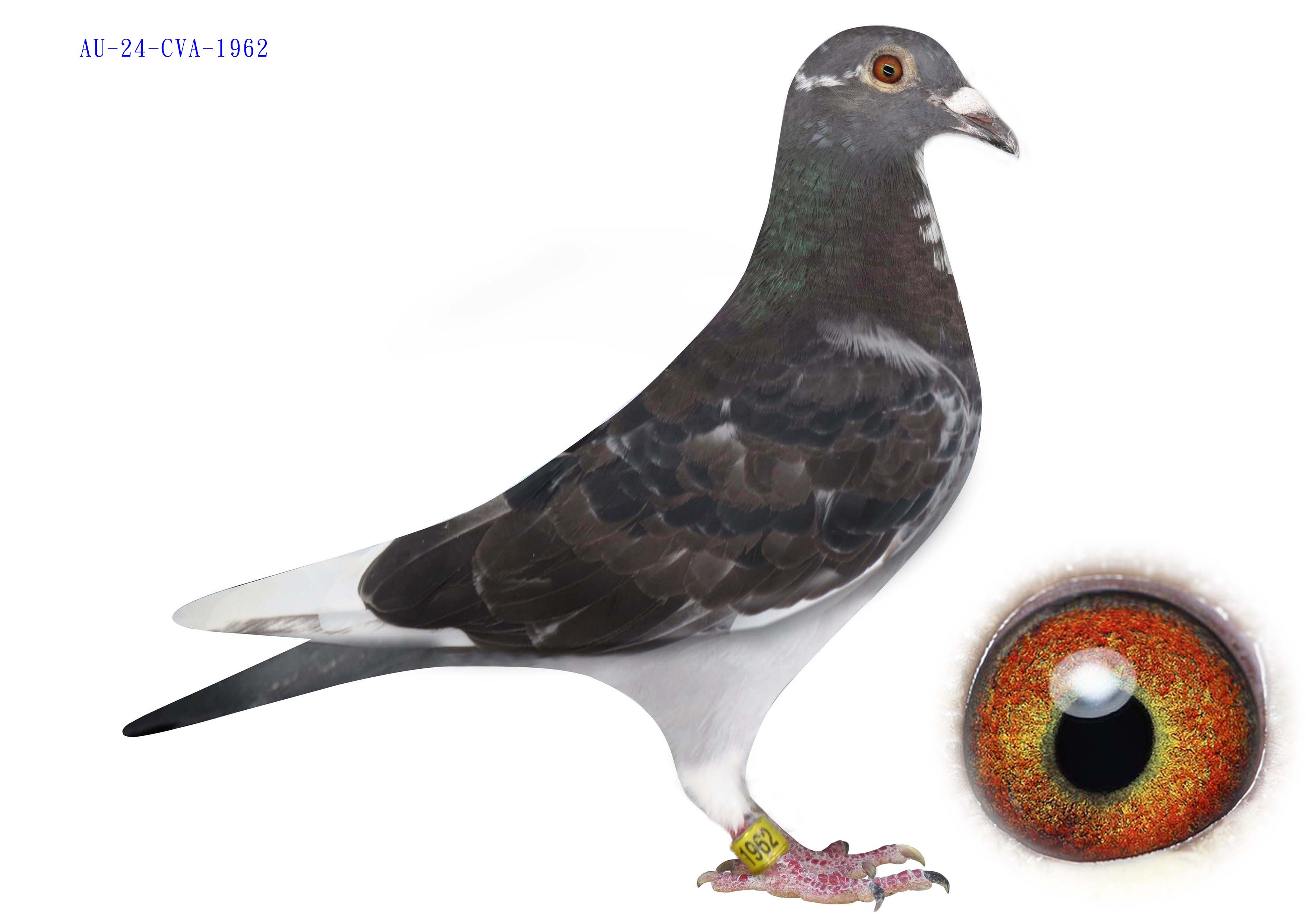 iPigeon.com - Racing Pigeon Auction