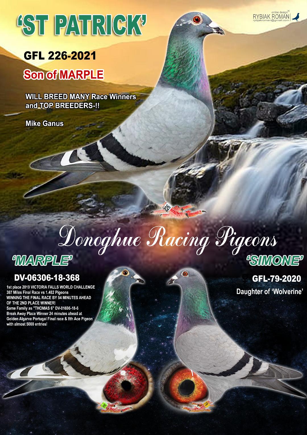 iPigeon.com - Racing Pigeon Auction