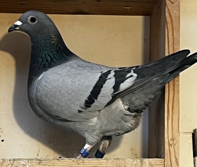 iPigeon.com - Racing Pigeon Auction
