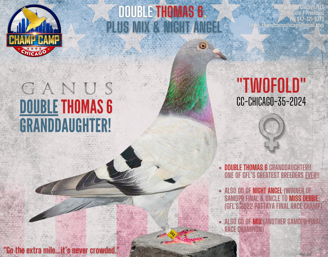 iPigeon.com - Racing Pigeon Auction