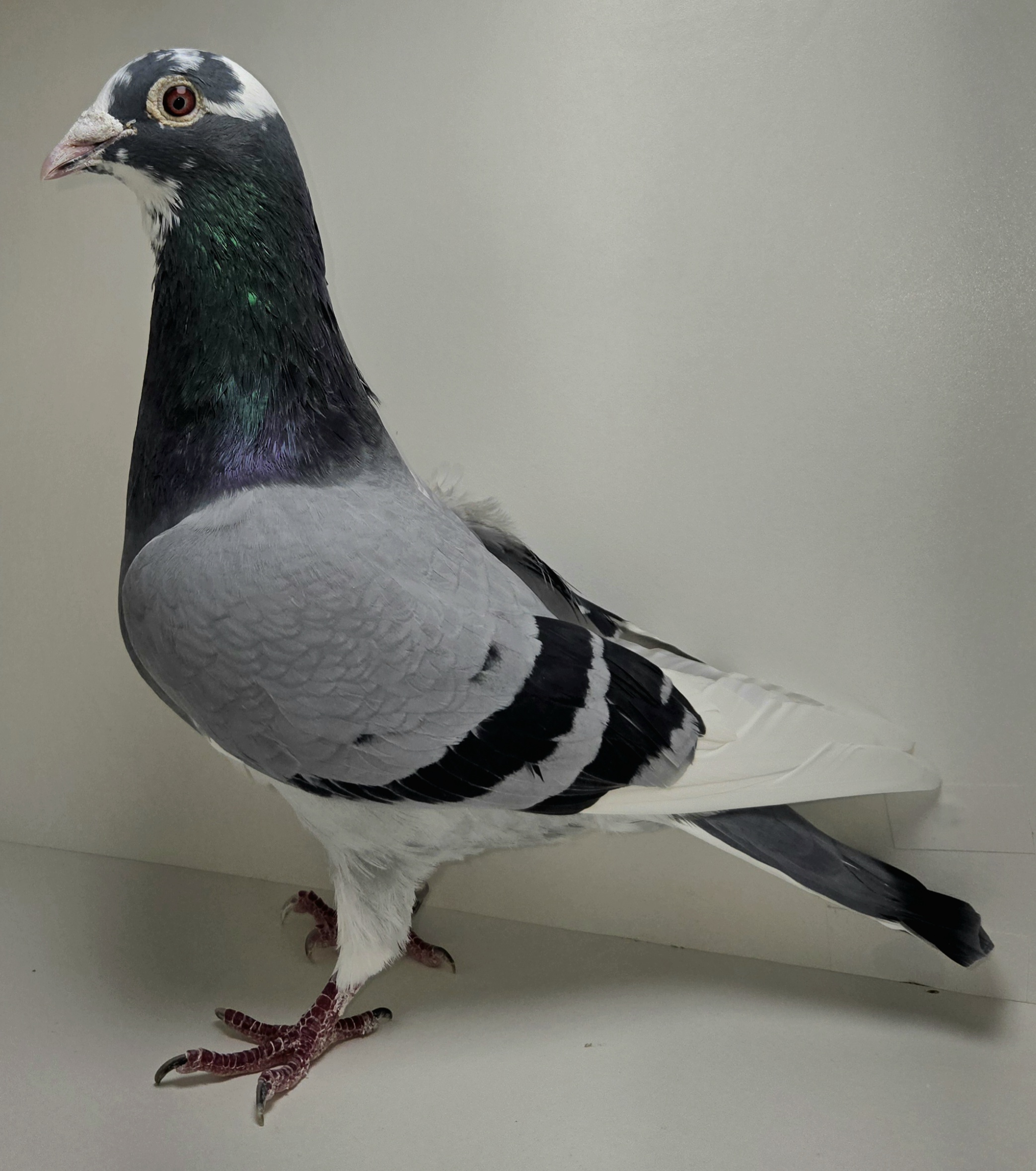 iPigeon.com - Racing Pigeon Auction