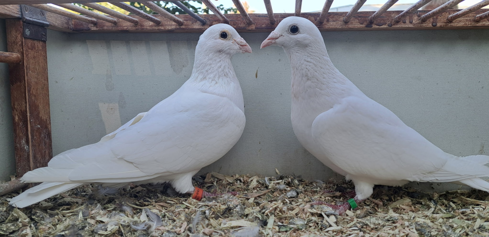 iPigeon.com - Racing Pigeon Auction