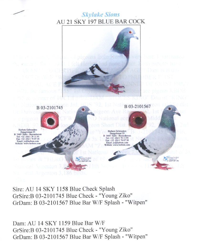 iPigeon.com - Racing Pigeon Auction