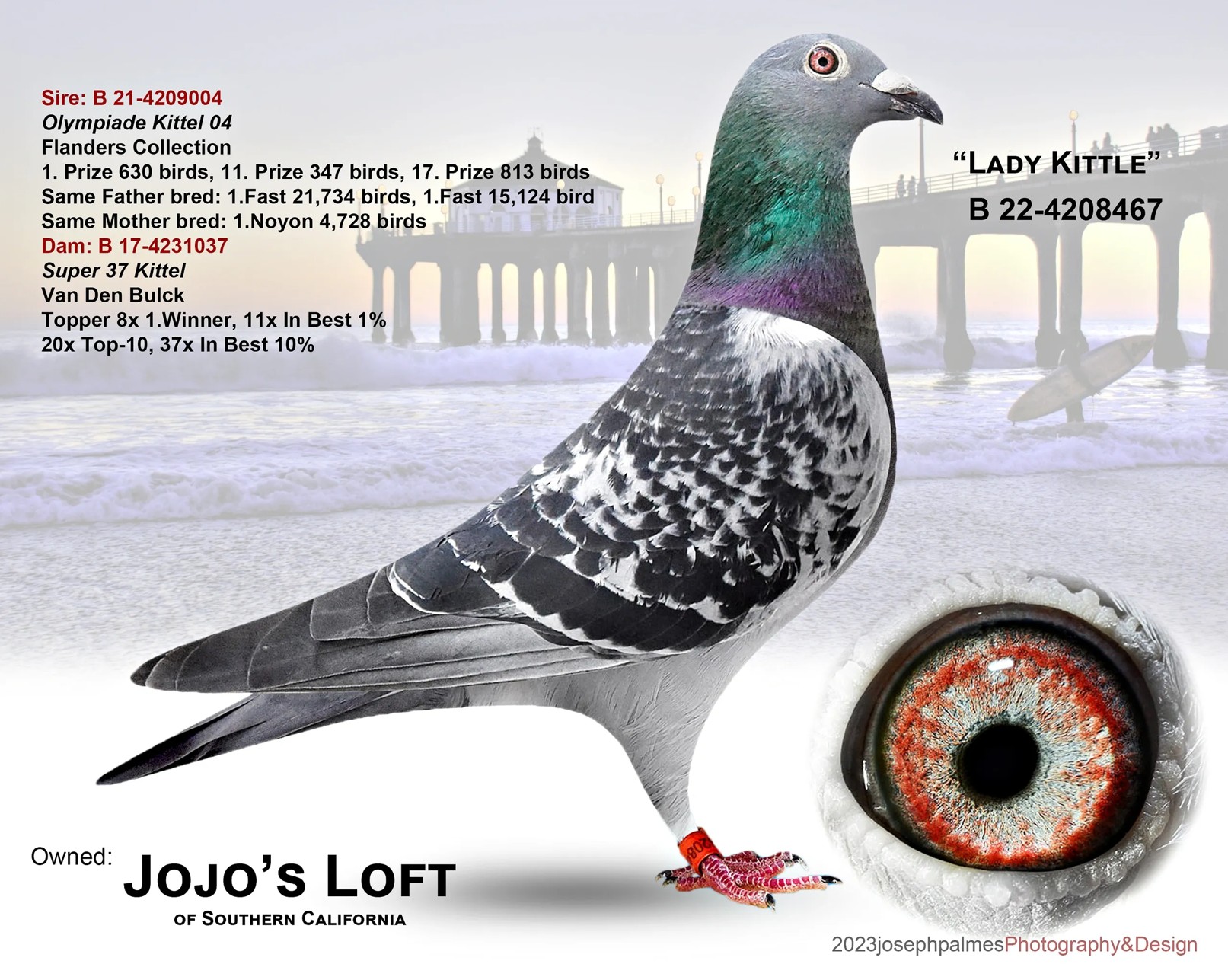 iPigeon.com - Racing Pigeon Auction