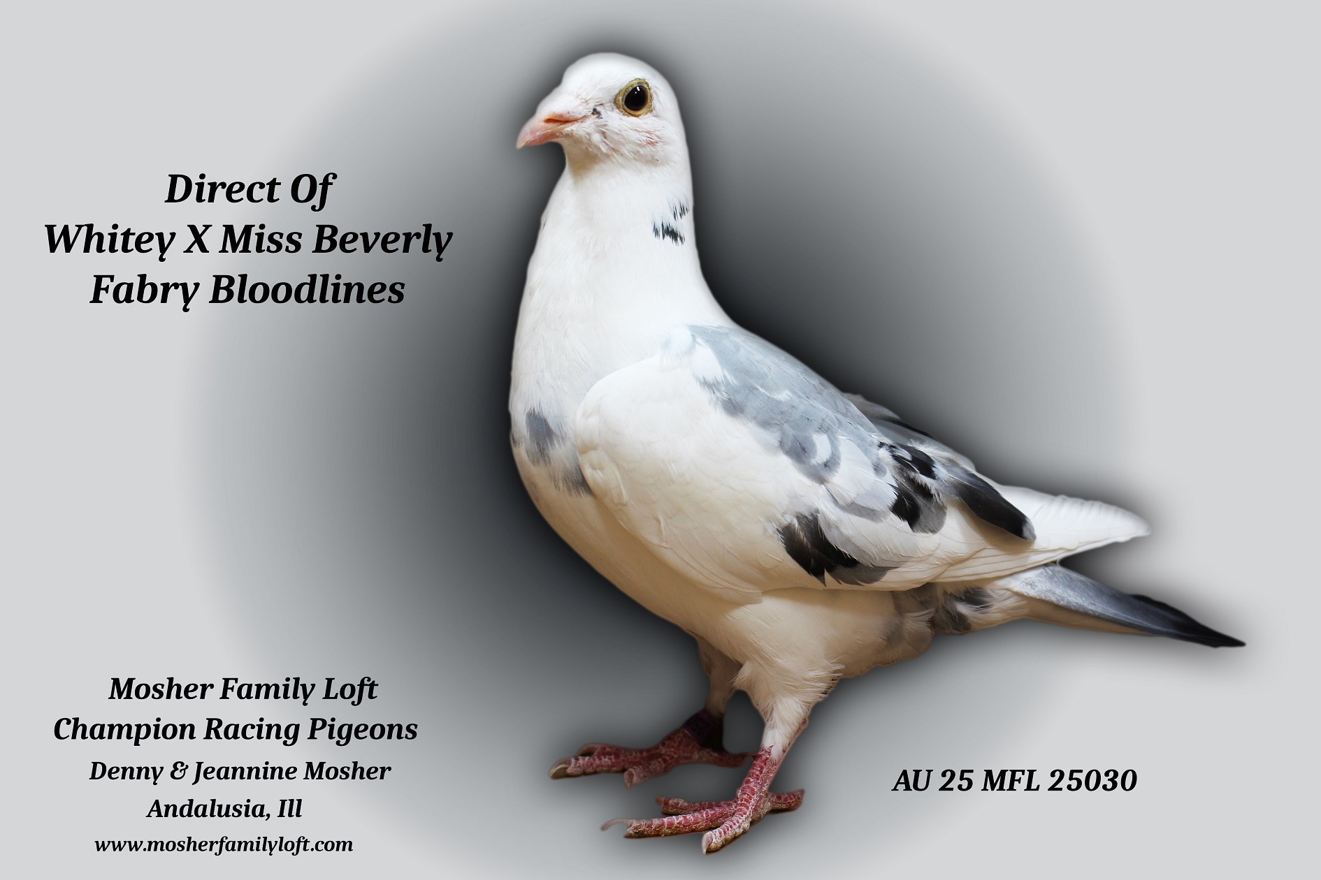 iPigeon.com - Racing Pigeon Auction