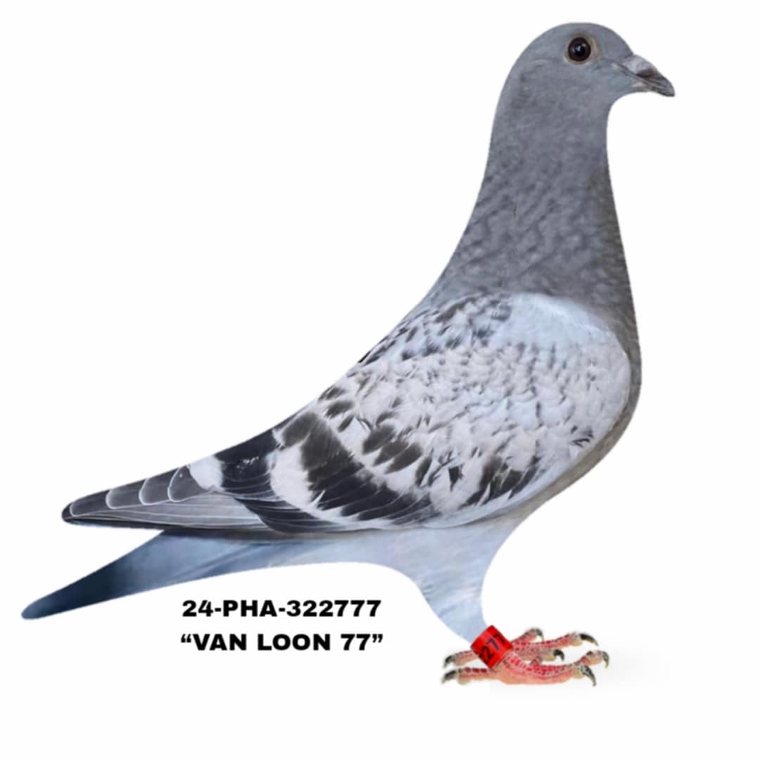 iPigeon.com - Racing Pigeon Auction