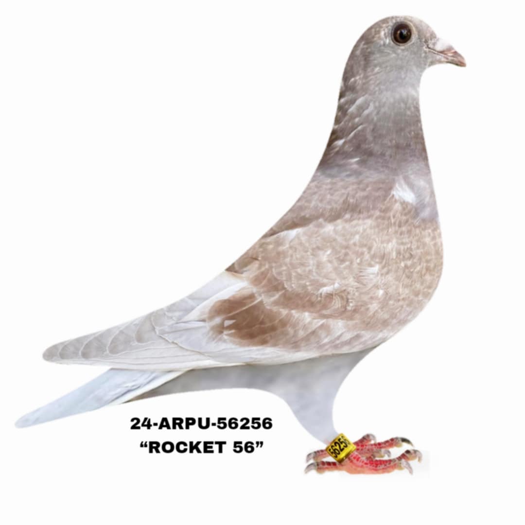 iPigeon.com - Racing Pigeon Auction