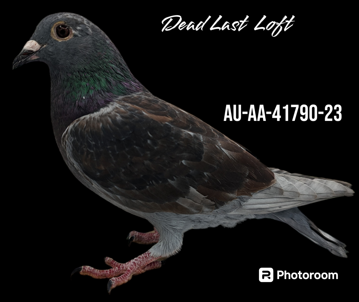 iPigeon.com - Racing Pigeon Auction