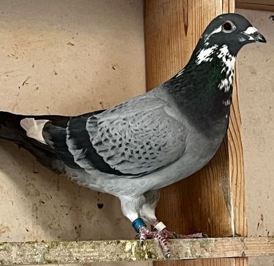 iPigeon.com - Racing Pigeon Auction