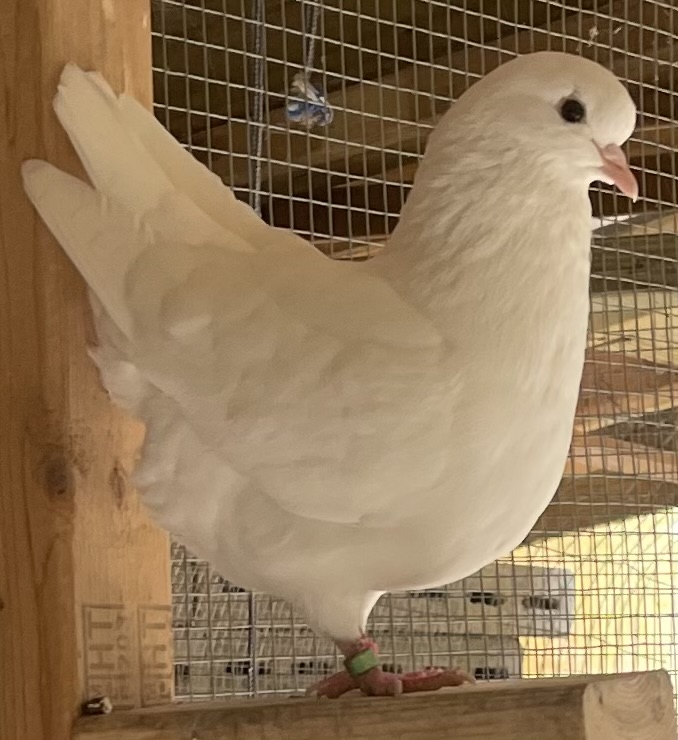 iPigeon.com - Racing Pigeon Auction