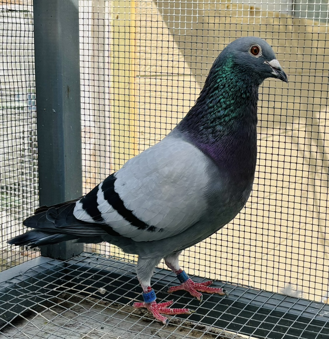 iPigeon.com - Racing Pigeon Auction