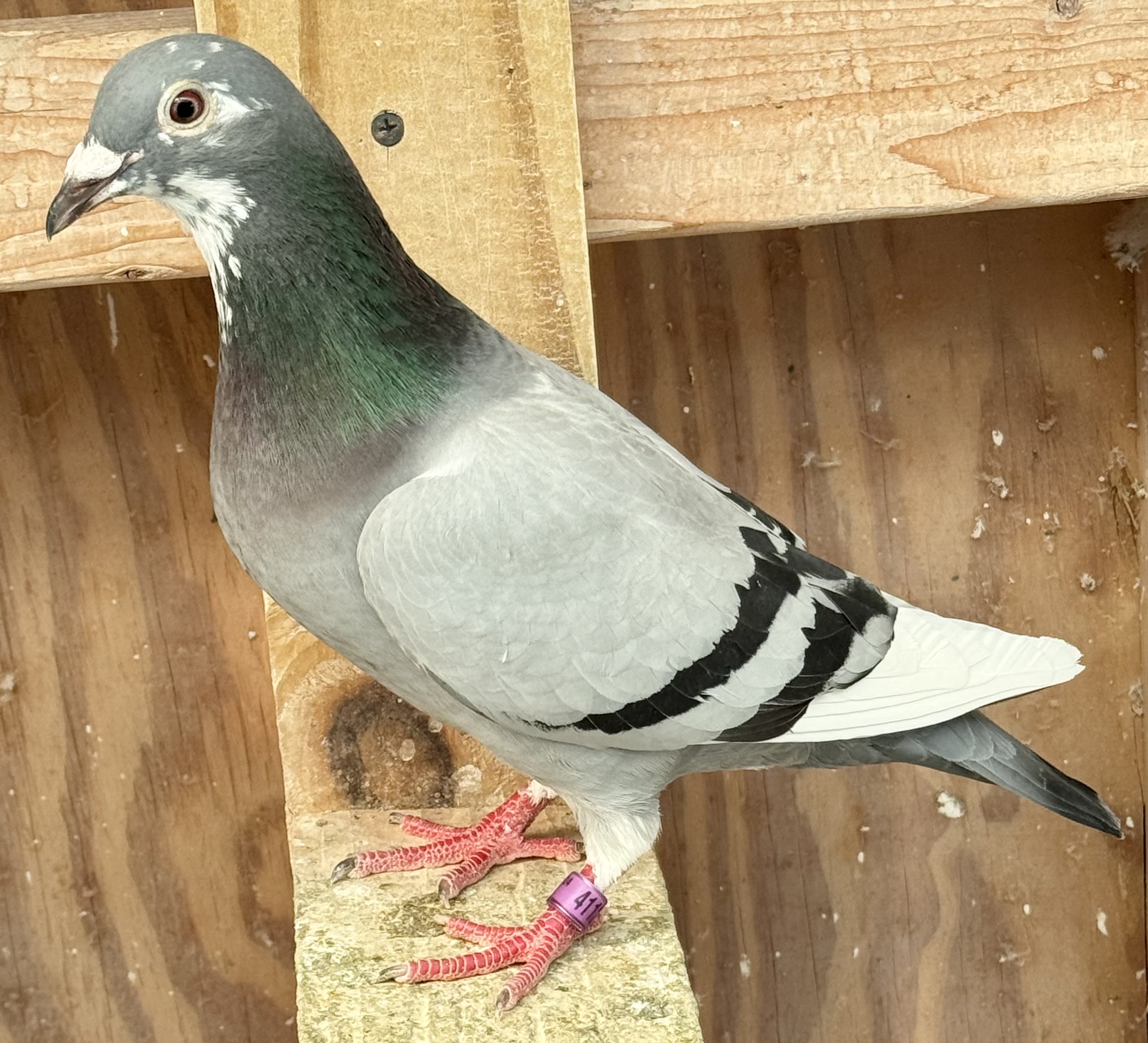 iPigeon.com - Racing Pigeon Auction