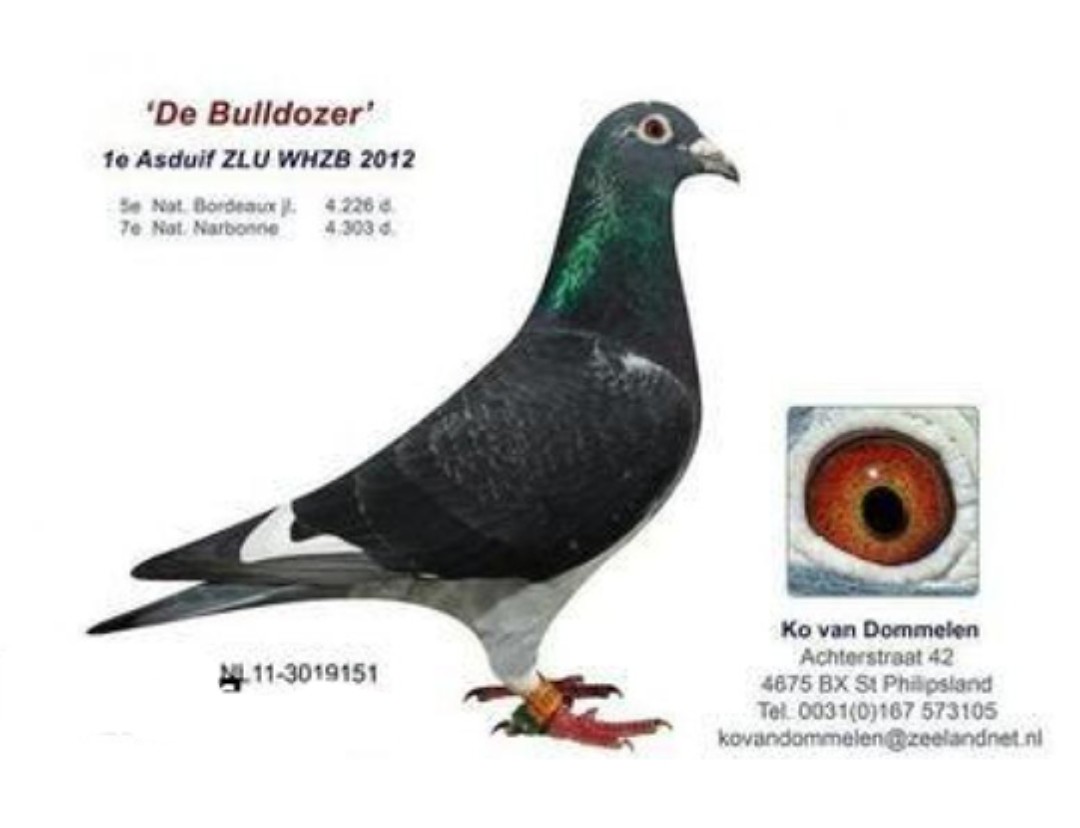 iPigeon.com - Racing Pigeon Auction